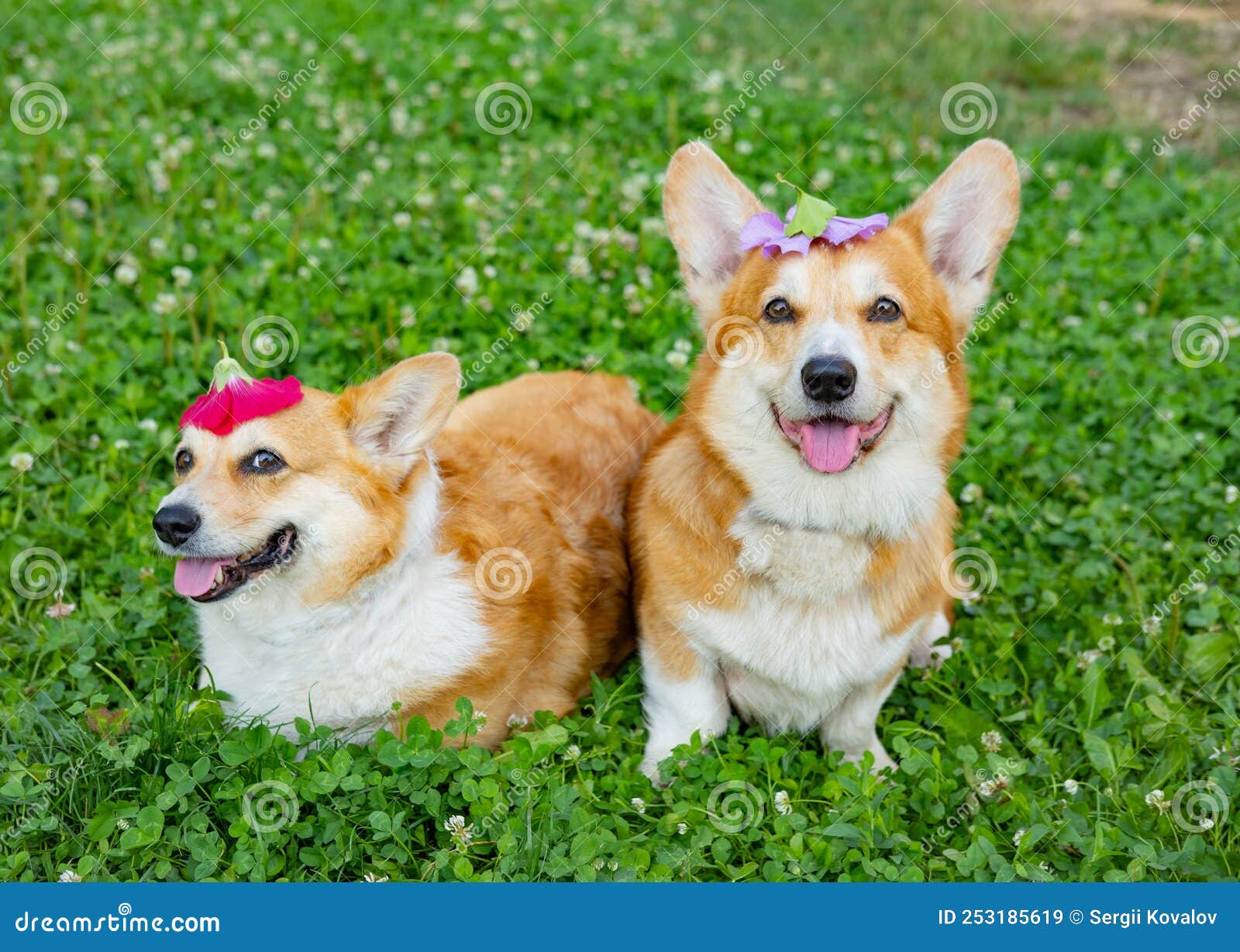 Two cute corgis stock image. Image of move, happy, playful - 253185619