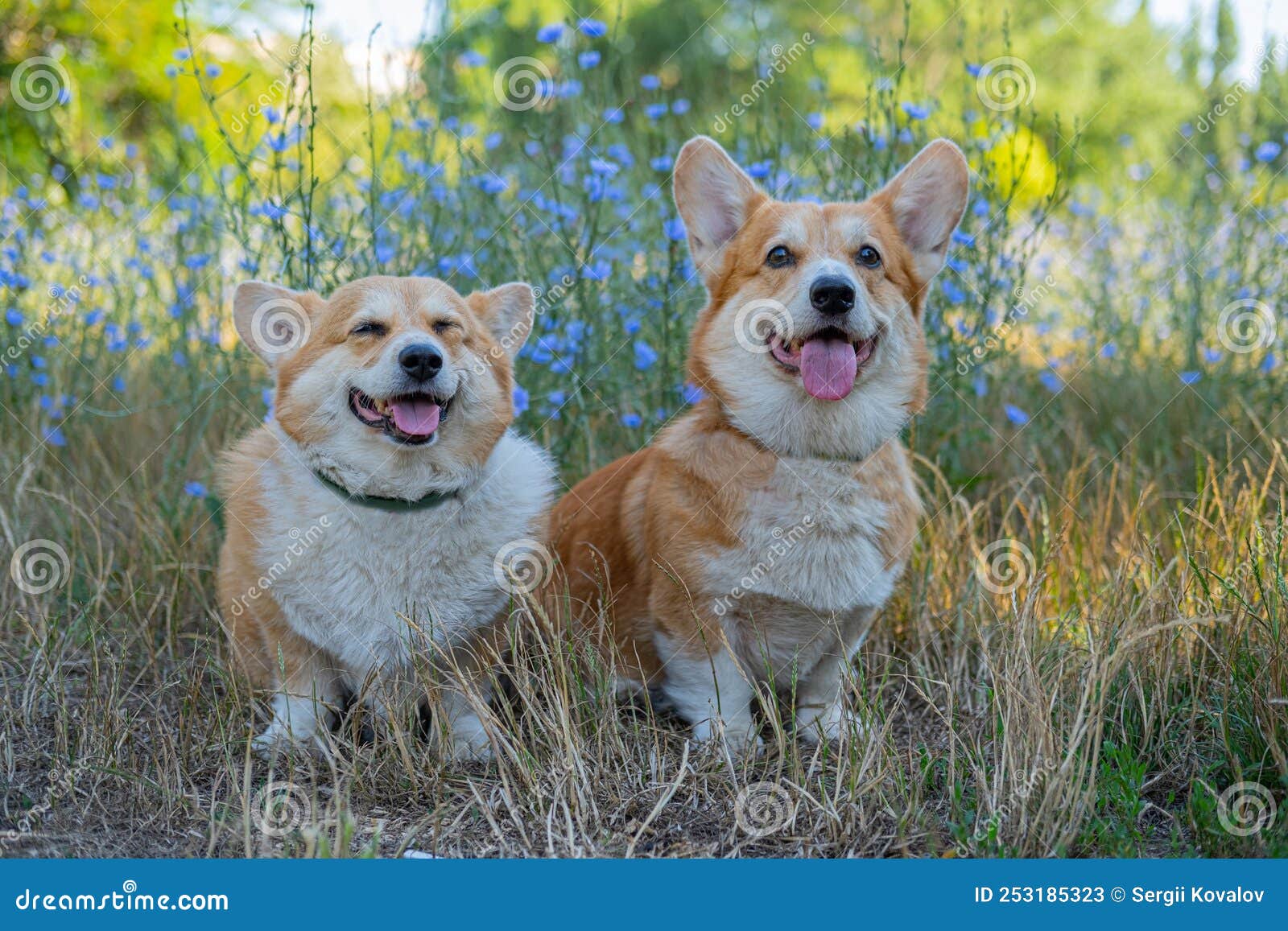 Two cute corgis stock image. Image of cute, green, meadow - 253185323