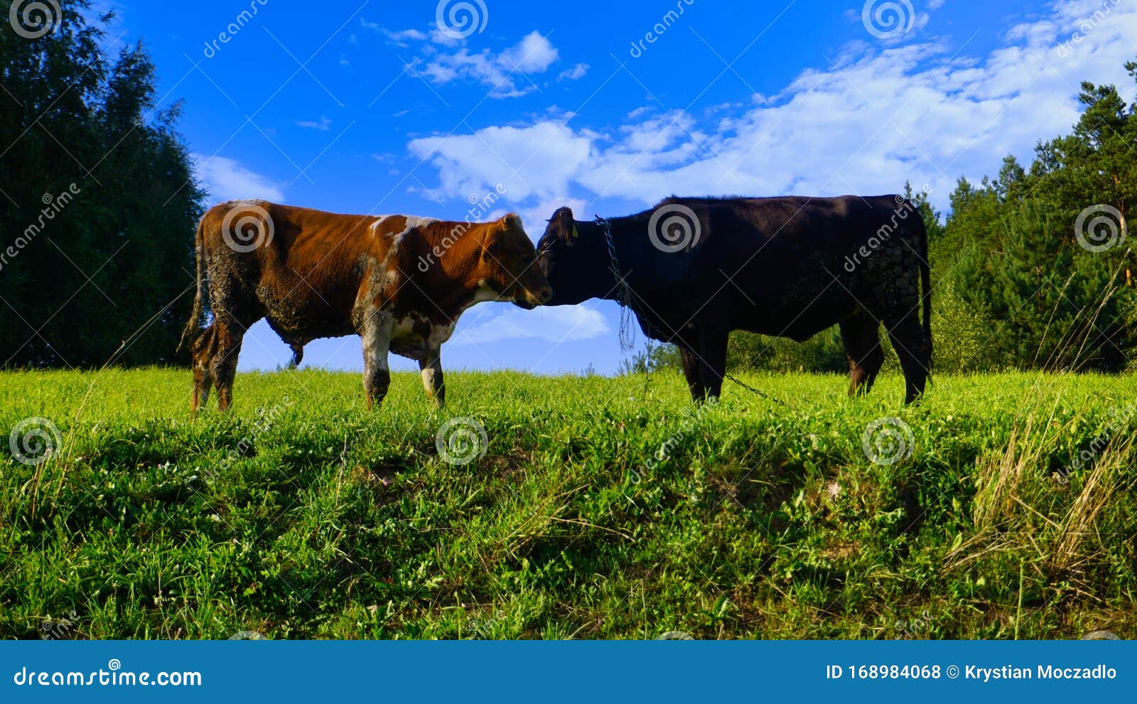 Two Cute Cows in a Clearing Stock Photo - Image of lovely, blue: 168984068