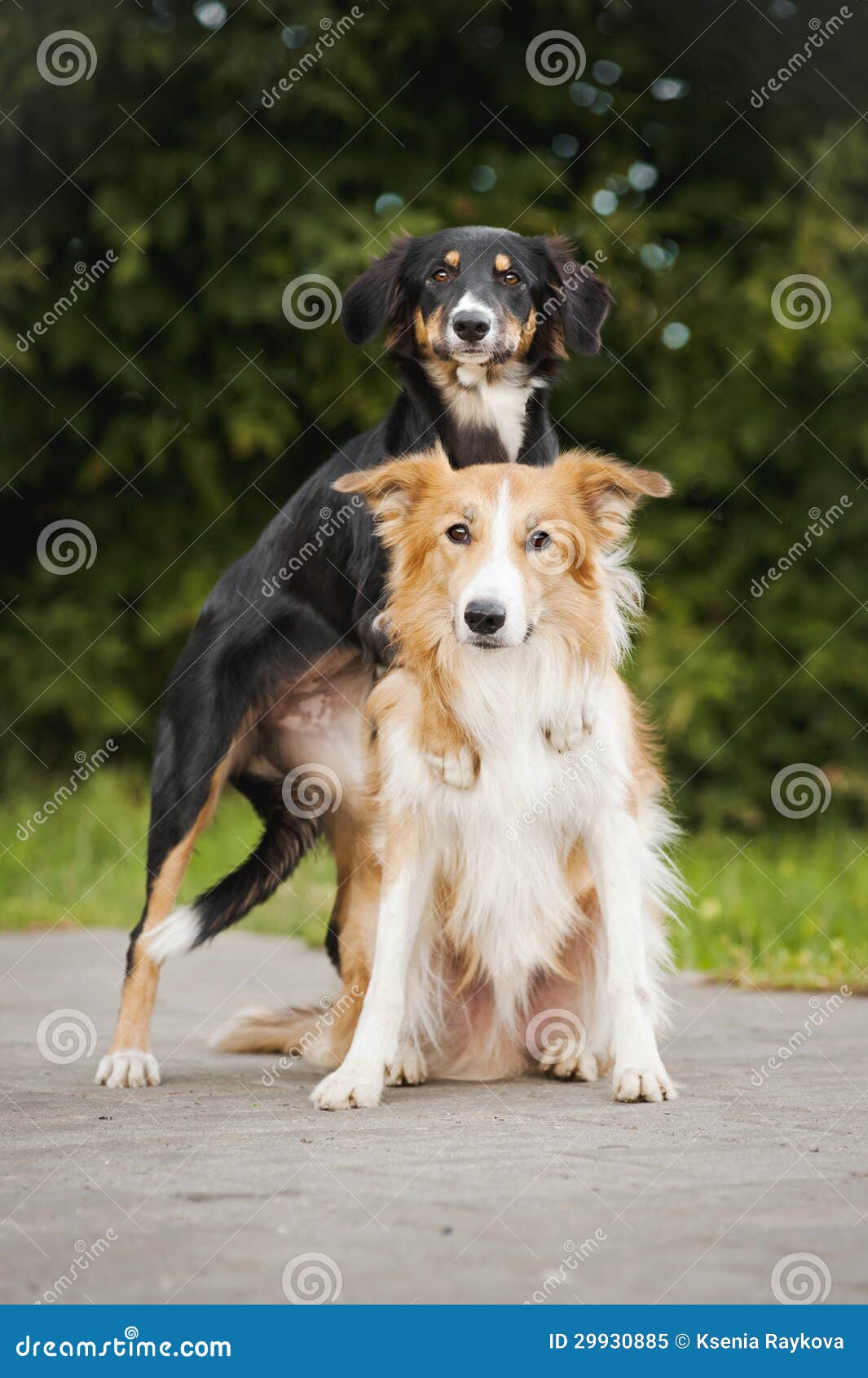 Two Cute Dog Border Collie Hug Stock Image - Image of lovely, pets ...