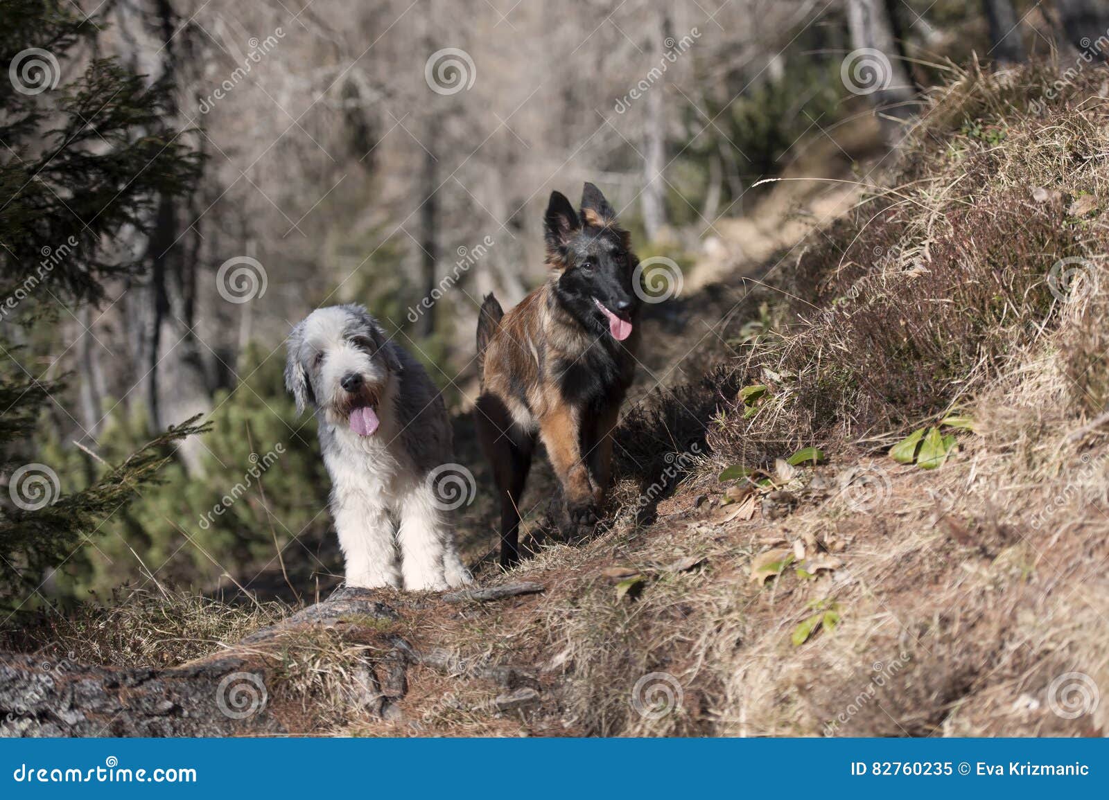 Two cute dog friends stock image. Image of brown, conformity - 82760235