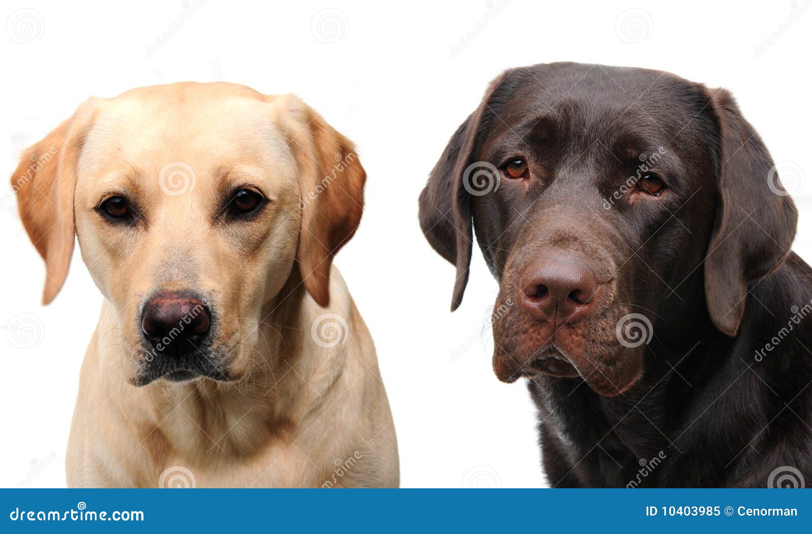 Two cute dogs stock image. Image of eyes, friends, golden - 10403985