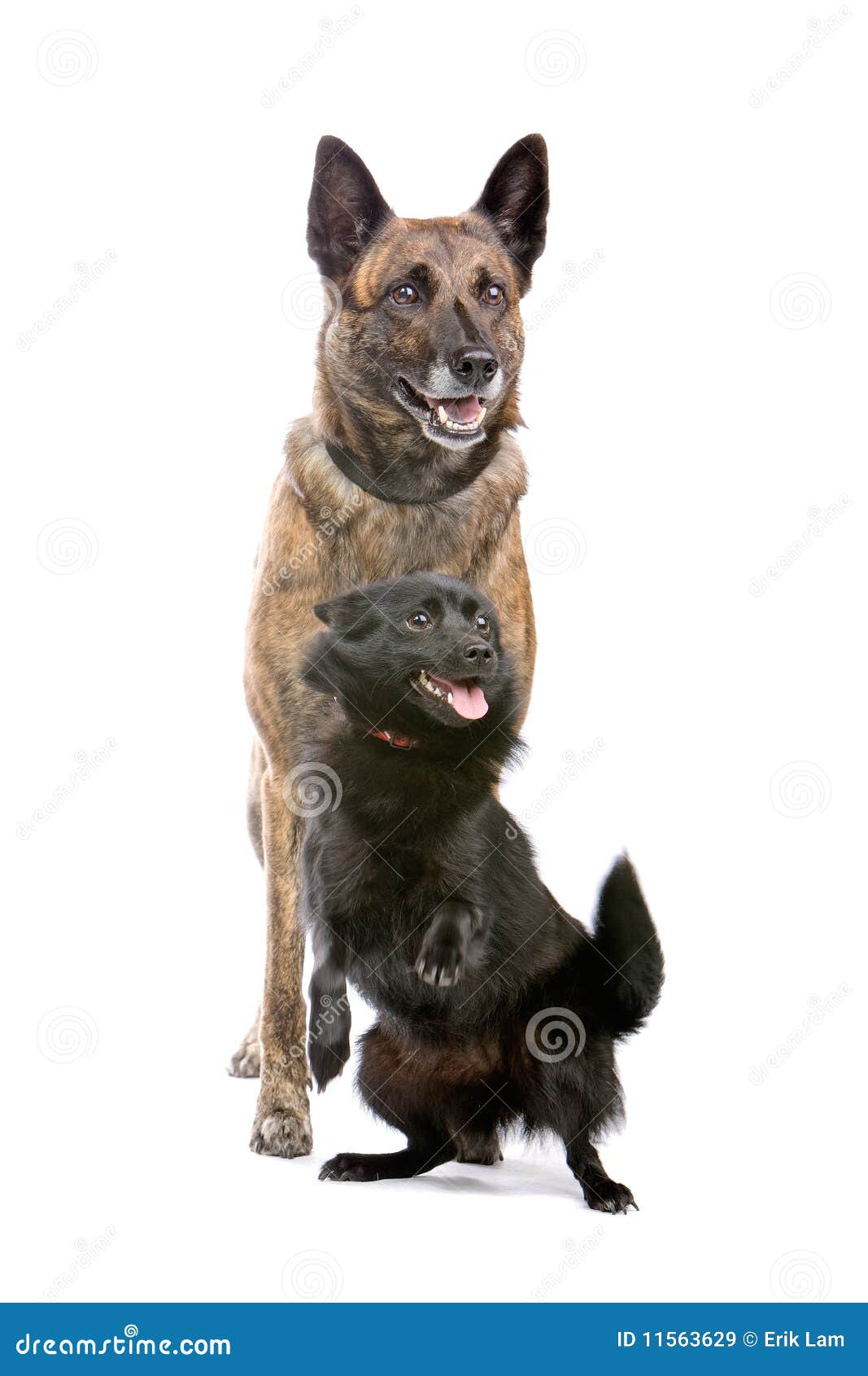 Two cute dogs stock image. Image of looking, cute, animals - 11563629