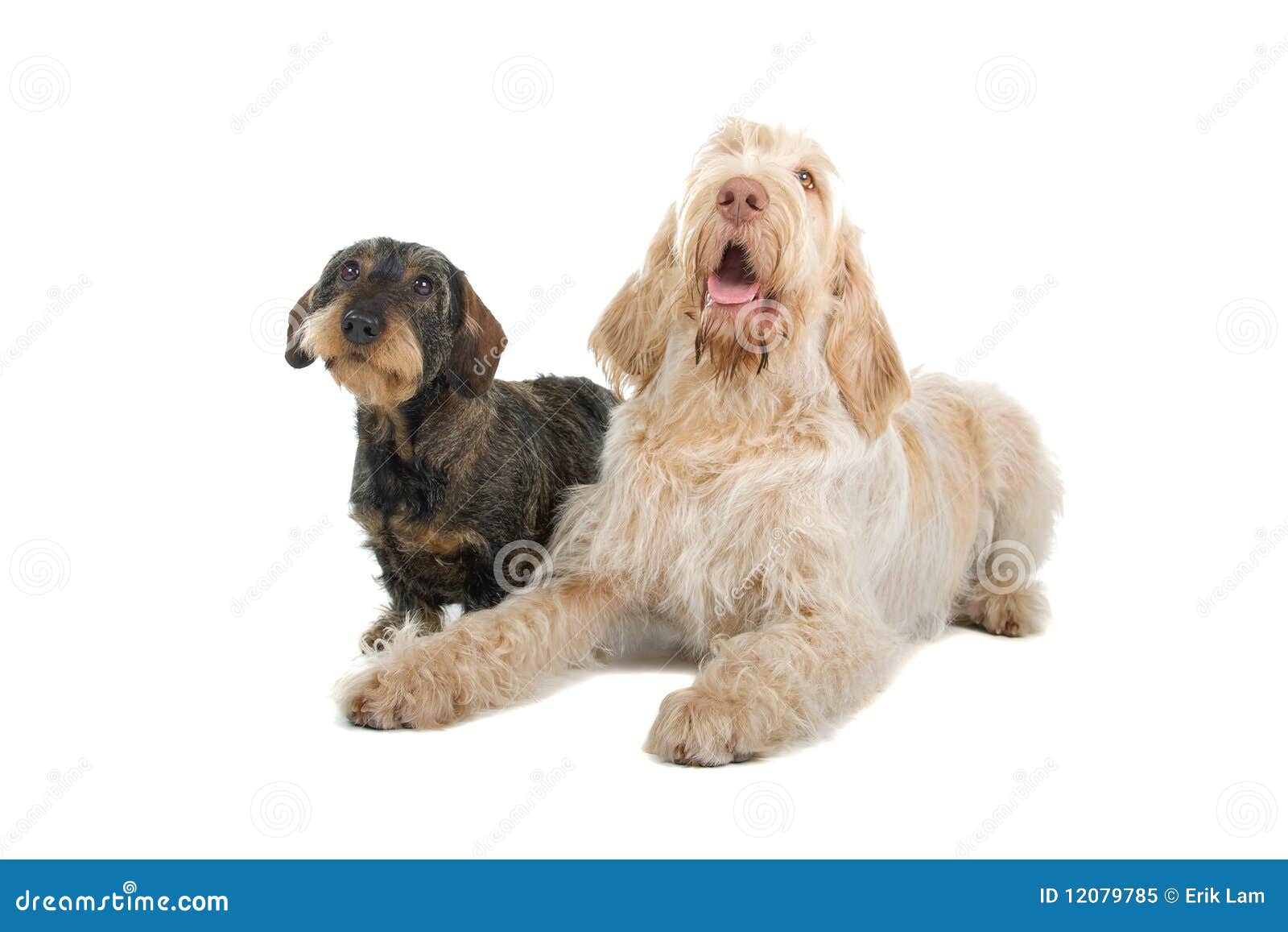 Two cute dogs stock image. Image of friends, spinone - 12079785