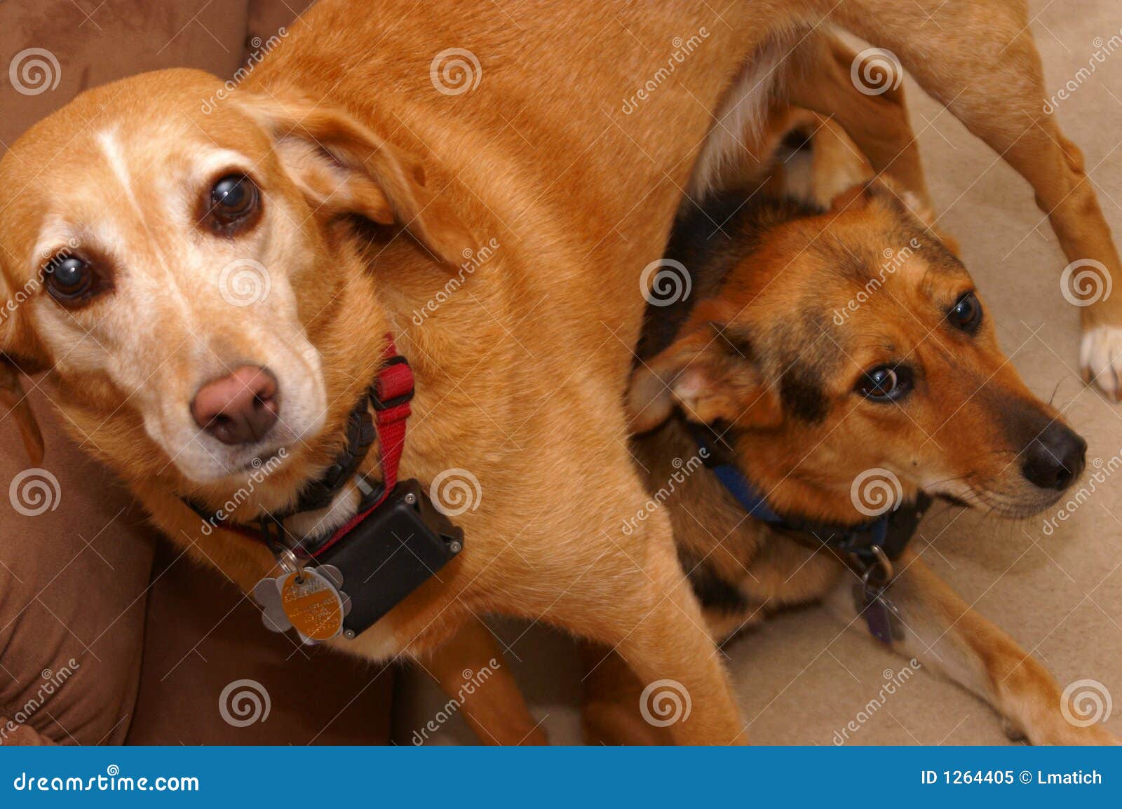 Two Cute Dogs stock image. Image of sweet, buddies, mouth - 1264405
