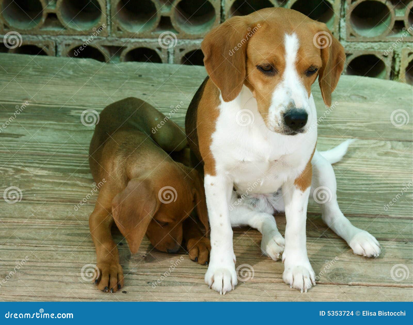 Two cute dogs stock photo. Image of cute, wooden, canine - 5353724