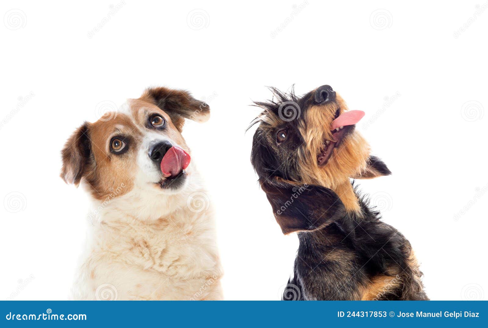 Two cute dogs stock image. Image of friend, curious - 244317853