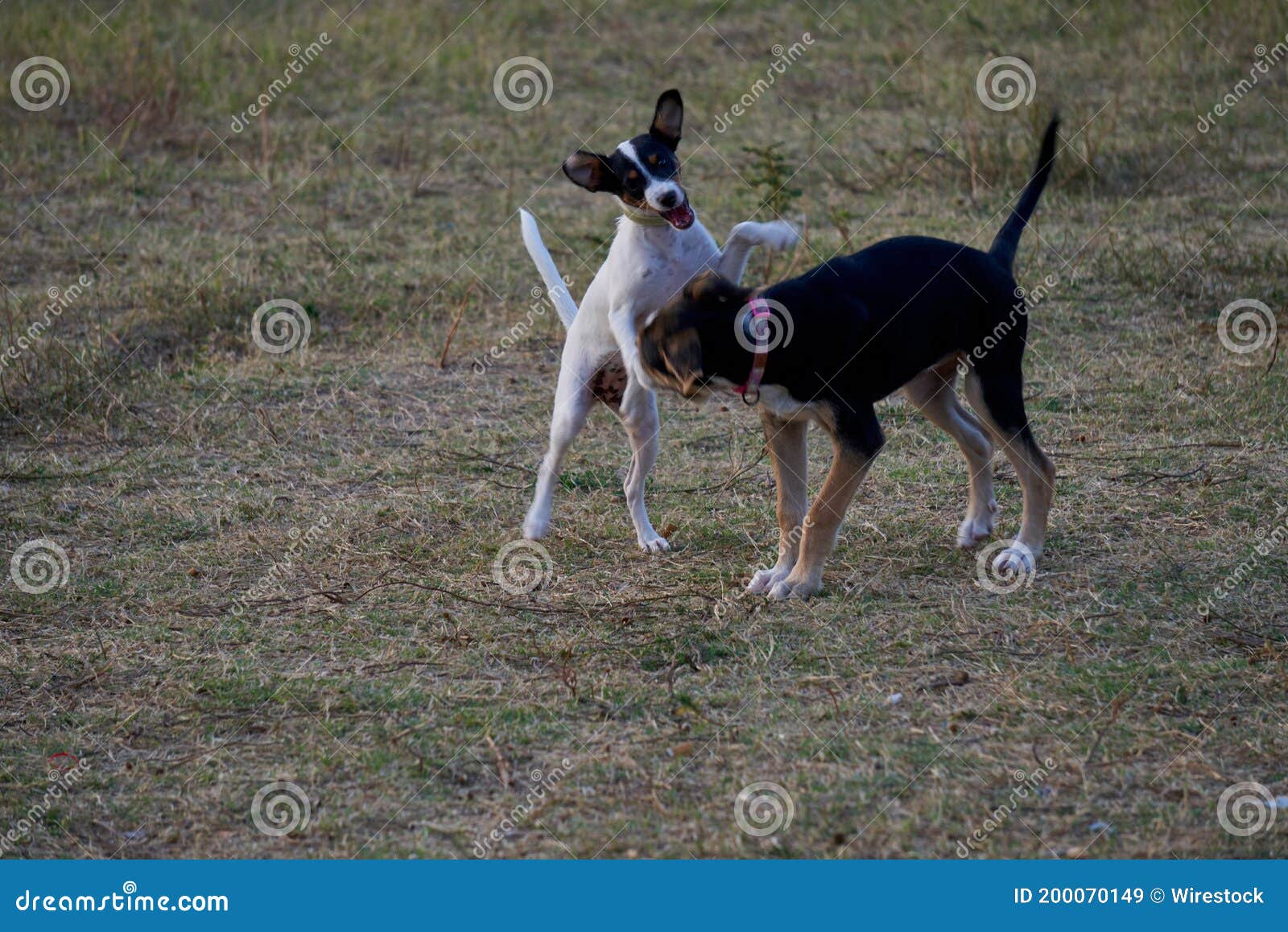 Cute Dogs Playing Together in a Park Stock Image - Image of friend ...