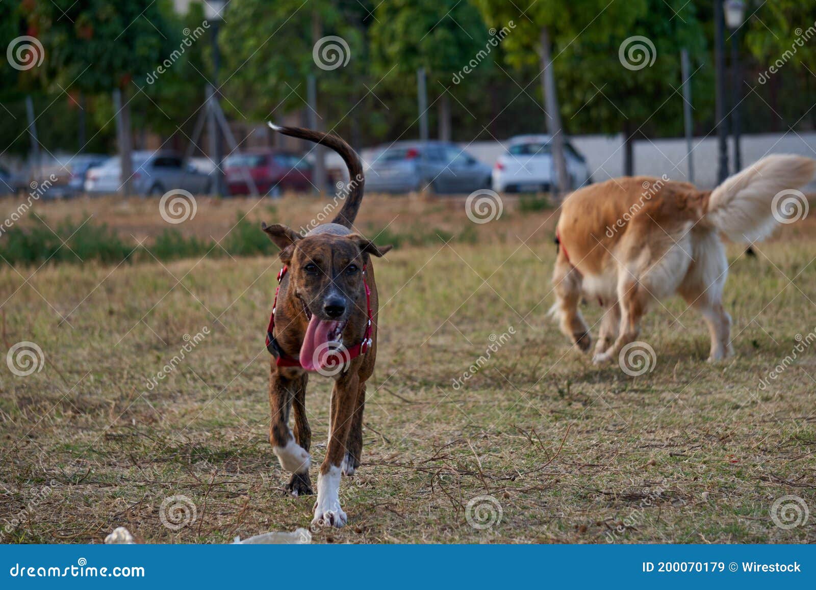 Cute Dogs Playing Together in a Park Stock Image - Image of outdoor ...
