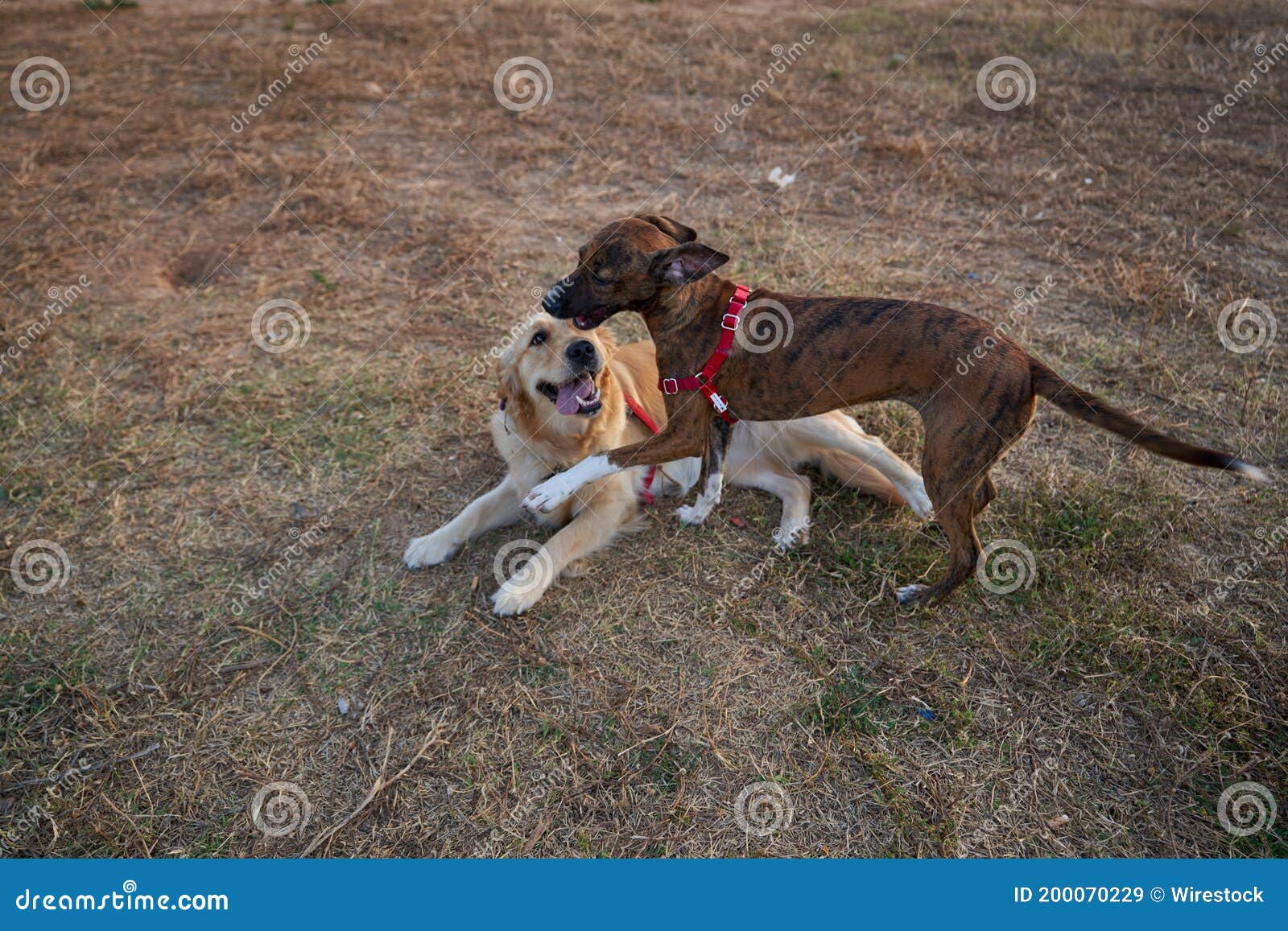 Cute Dogs Playing Together in a Park Stock Image - Image of game ...