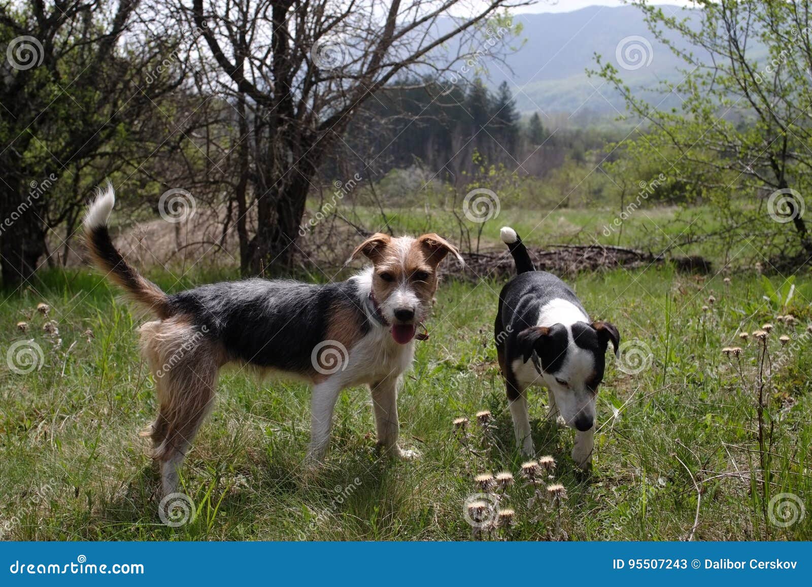 Two cute dogs playing stock image. Image of vegetation - 95507243