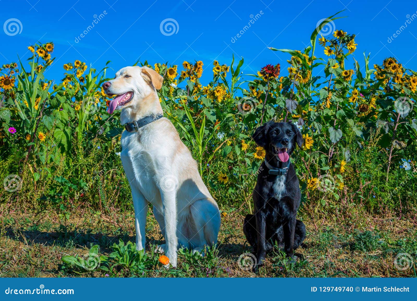 Two Cute Dogs Pose on a Sunny Day Stock Photo - Image of picturesque ...