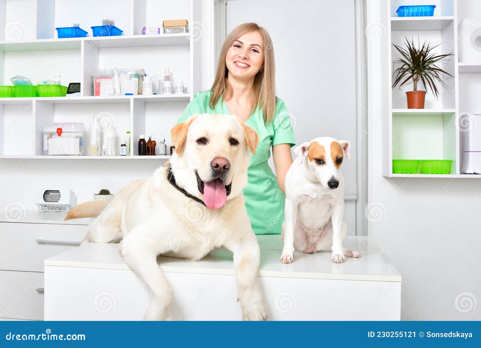 Two Cute Dogs at a Reception at the Vet Stock Image - Image of labrador ...