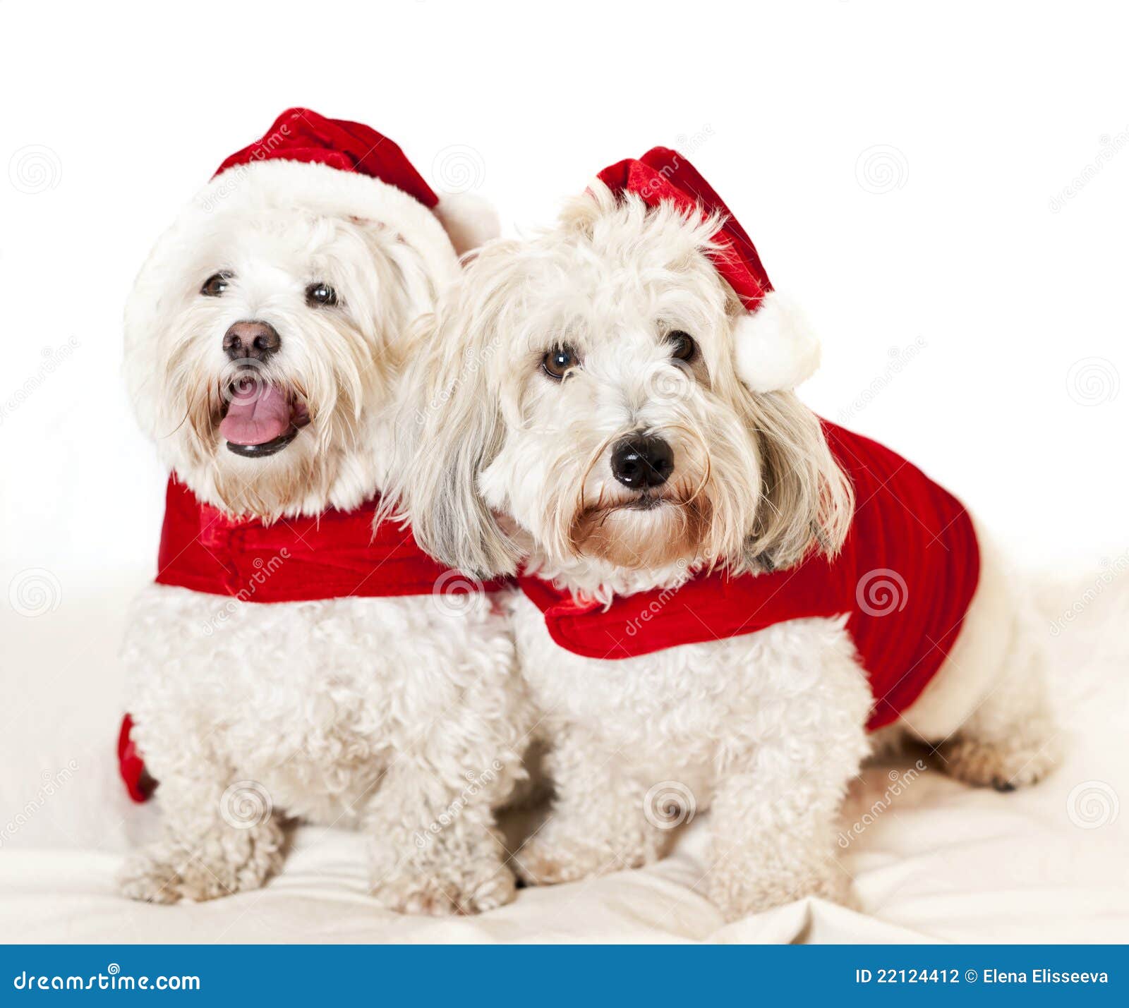 Two Cute Dogs in Santa Outfits Stock Photo - Image of dogs, christmas ...