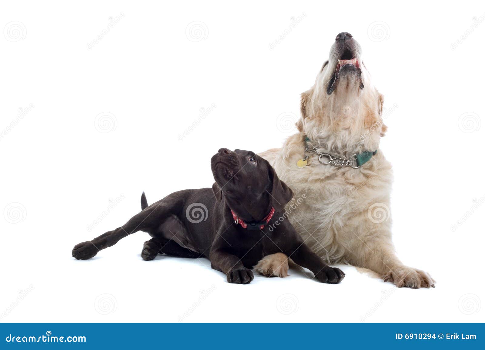 Two cute dogs sat together stock photo. Image of companions - 6910294