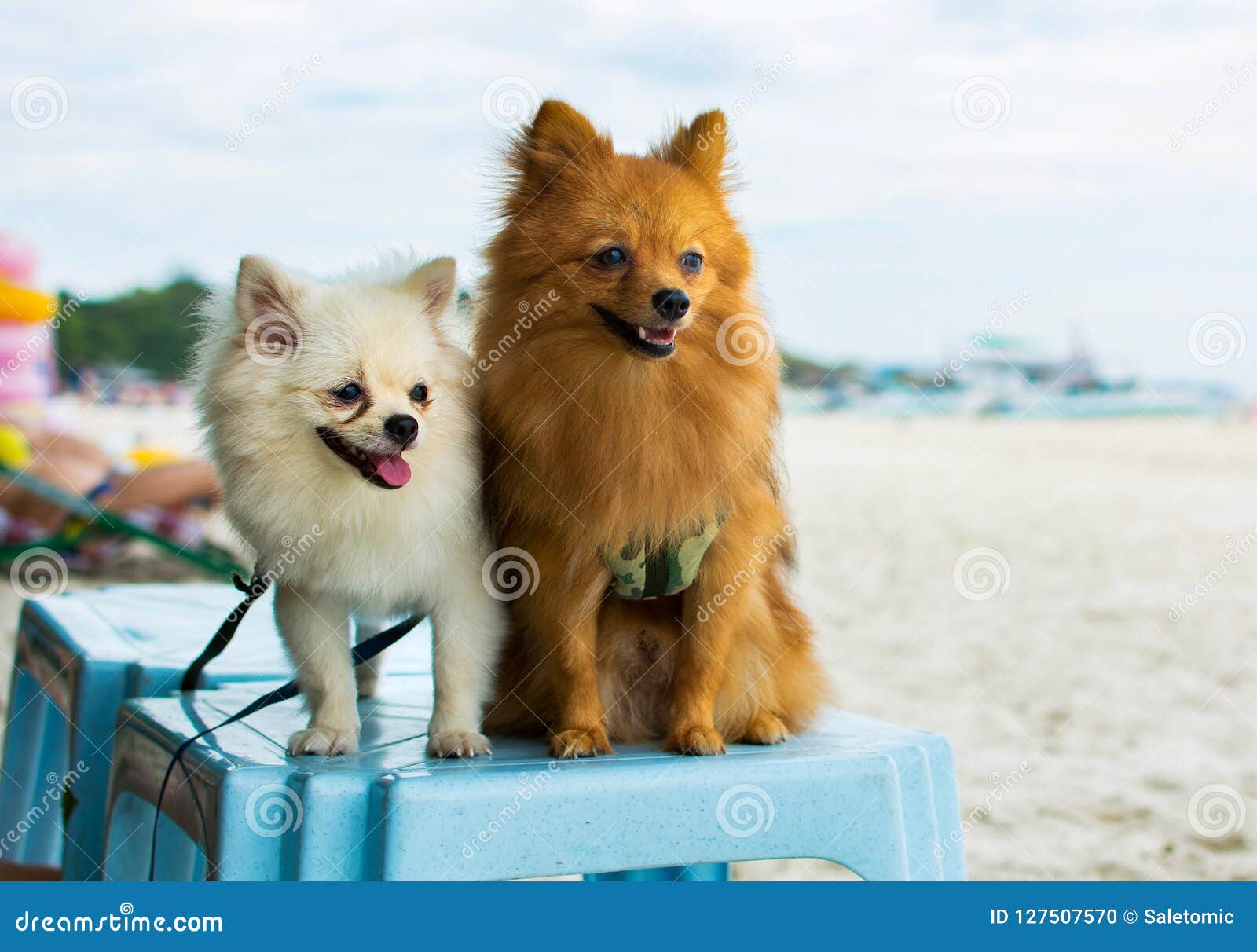 Two Cute Dogs Standing on a Chair in the Beach Stock Photo - Image of ...