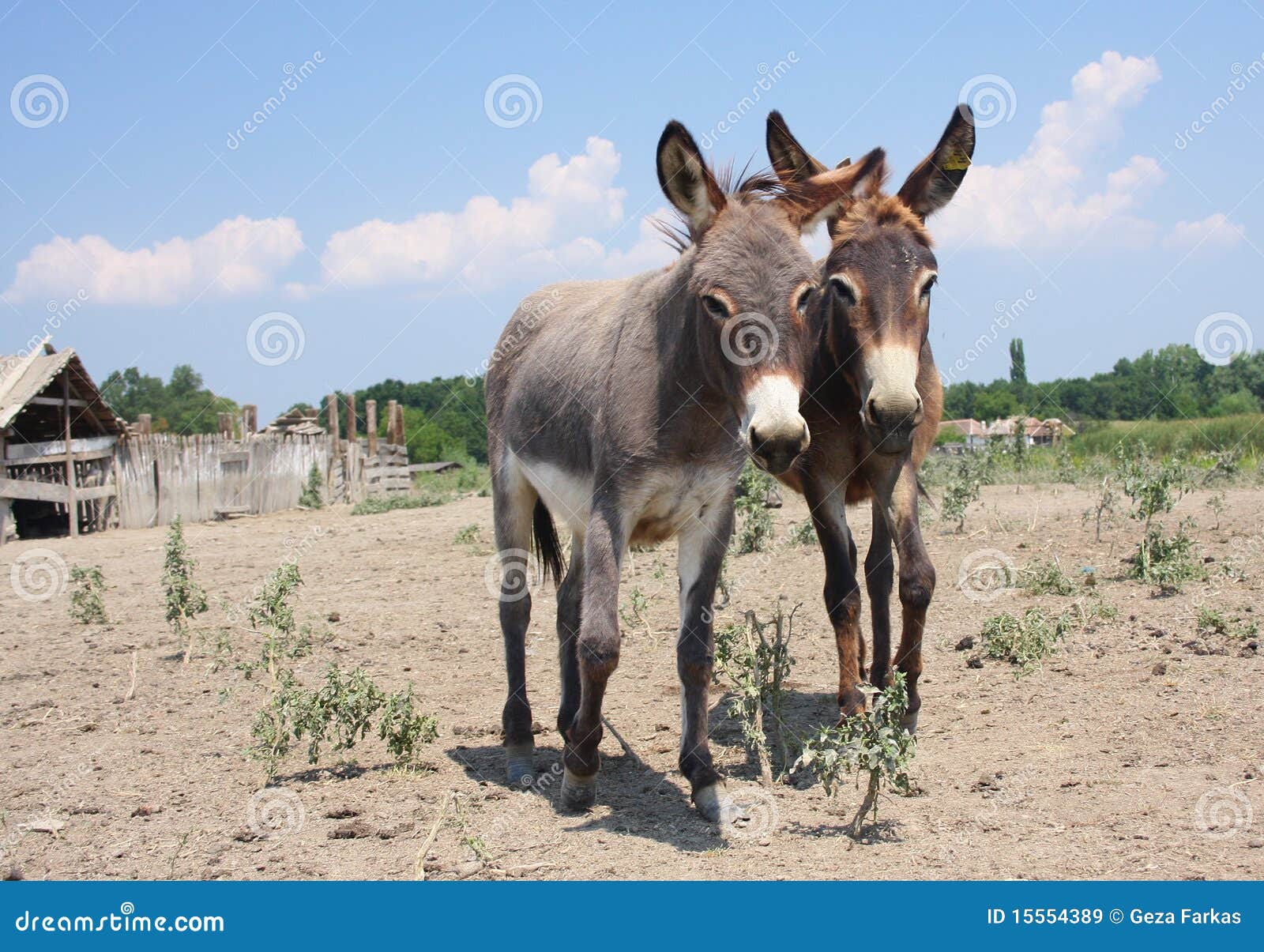 Two Cute Donkey in the Rural Farm Stock Image - Image of funny, donkey ...