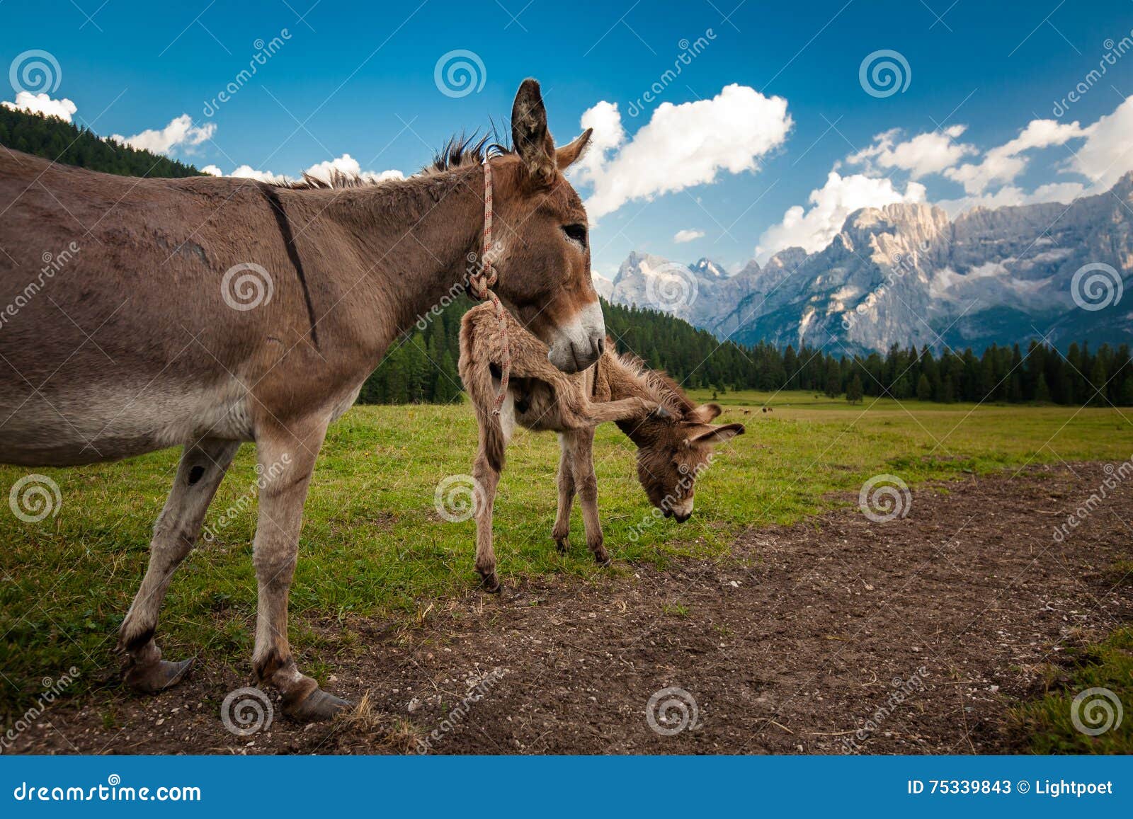 Two Cute Donkeys in Dolomites Stock Image - Image of country, europe ...