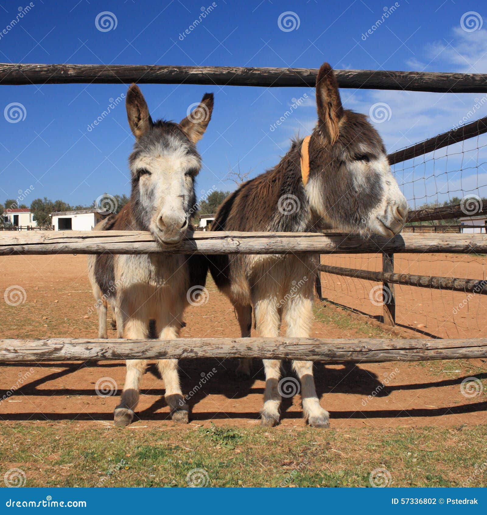 Two cute donkeys stock photo. Image of foal, cute, adorable - 57336802
