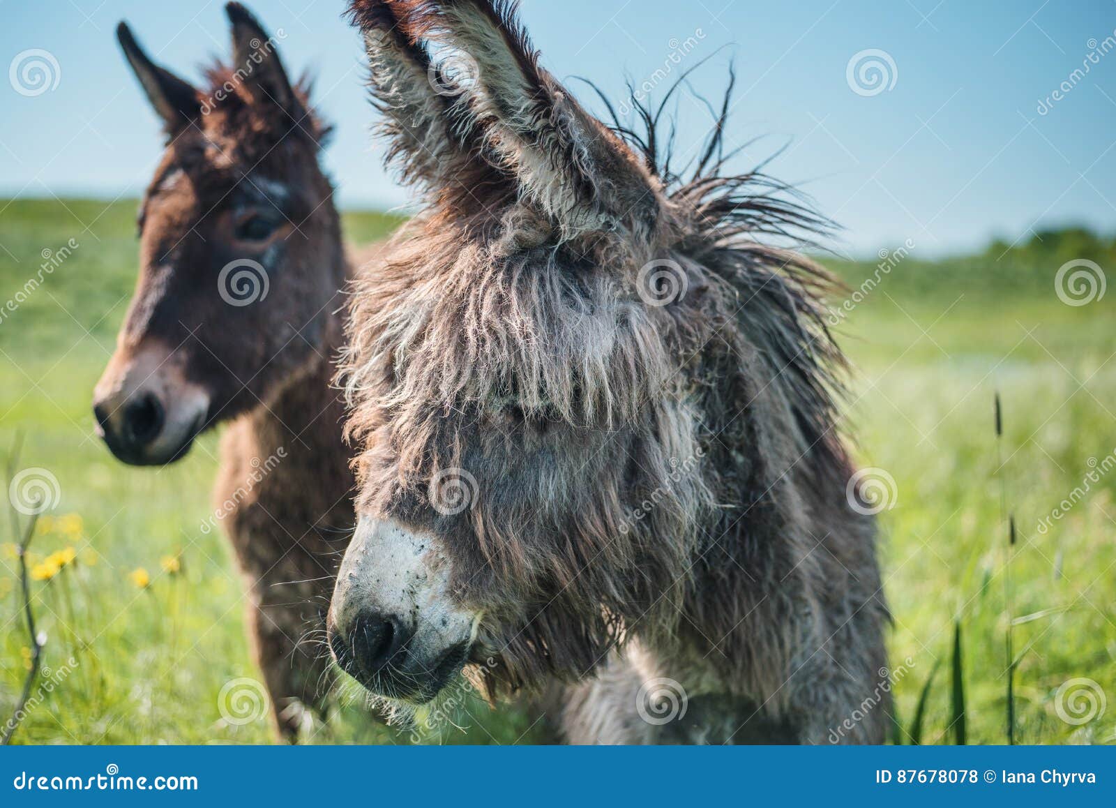 Two Cute Donkeys in Summer with Blue Sky Stock Photo - Image of donkey ...