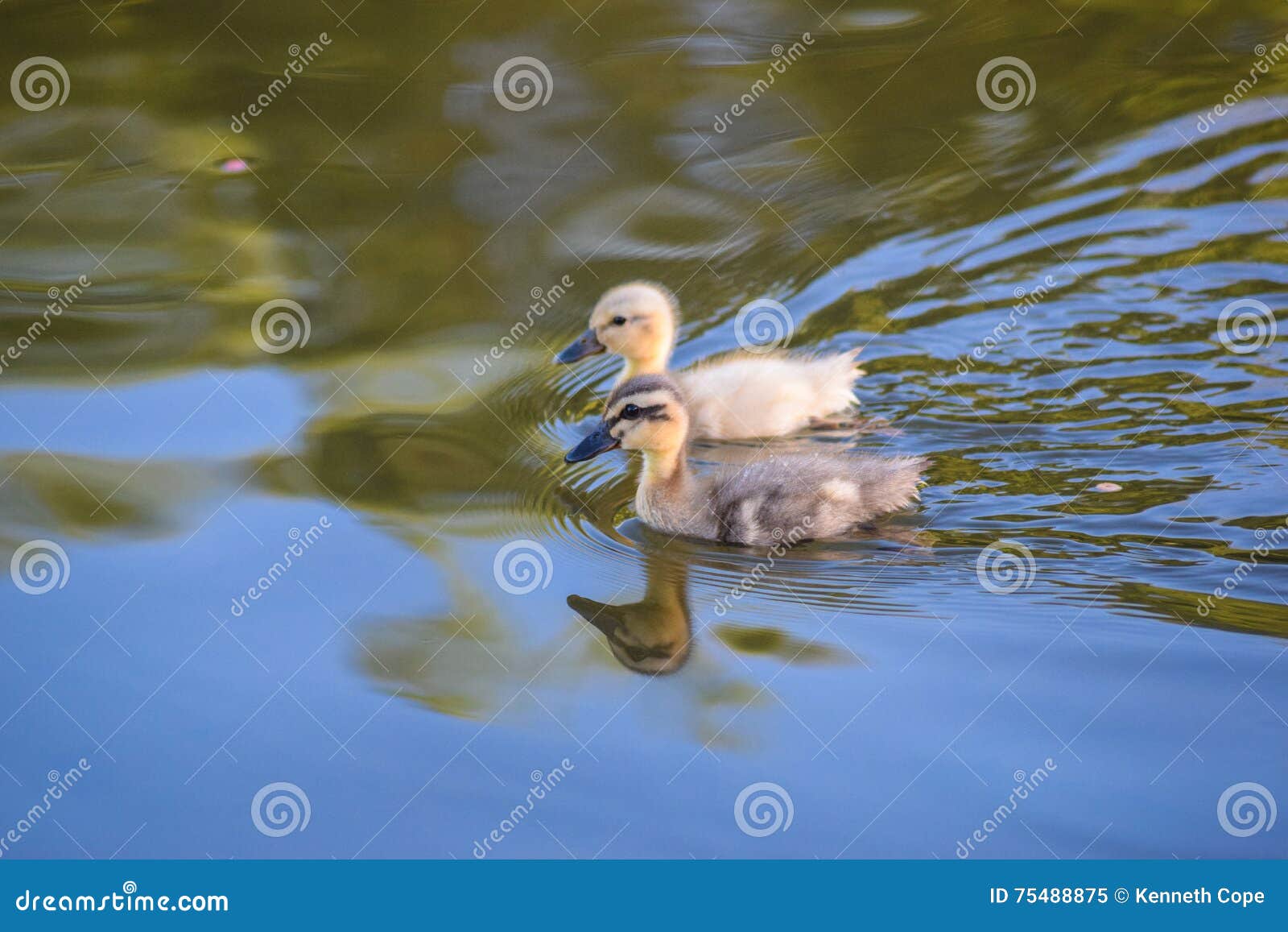 Two Cute Ducklings stock image. Image of nature, ducklings - 75488875