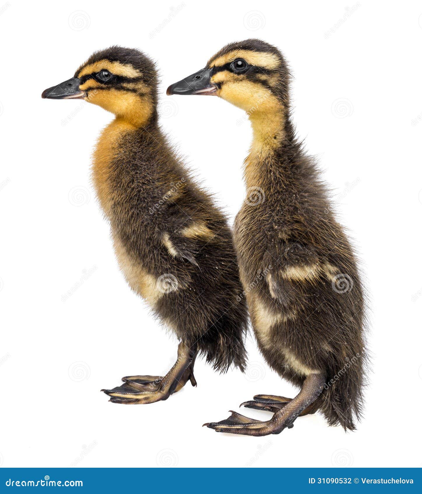 Two cute ducklings stock photo. Image of domestic, animal - 31090532