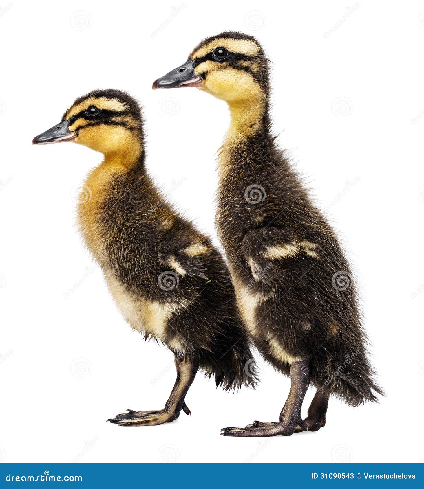 Two cute ducklings stock image. Image of mallard, closeup - 31090543