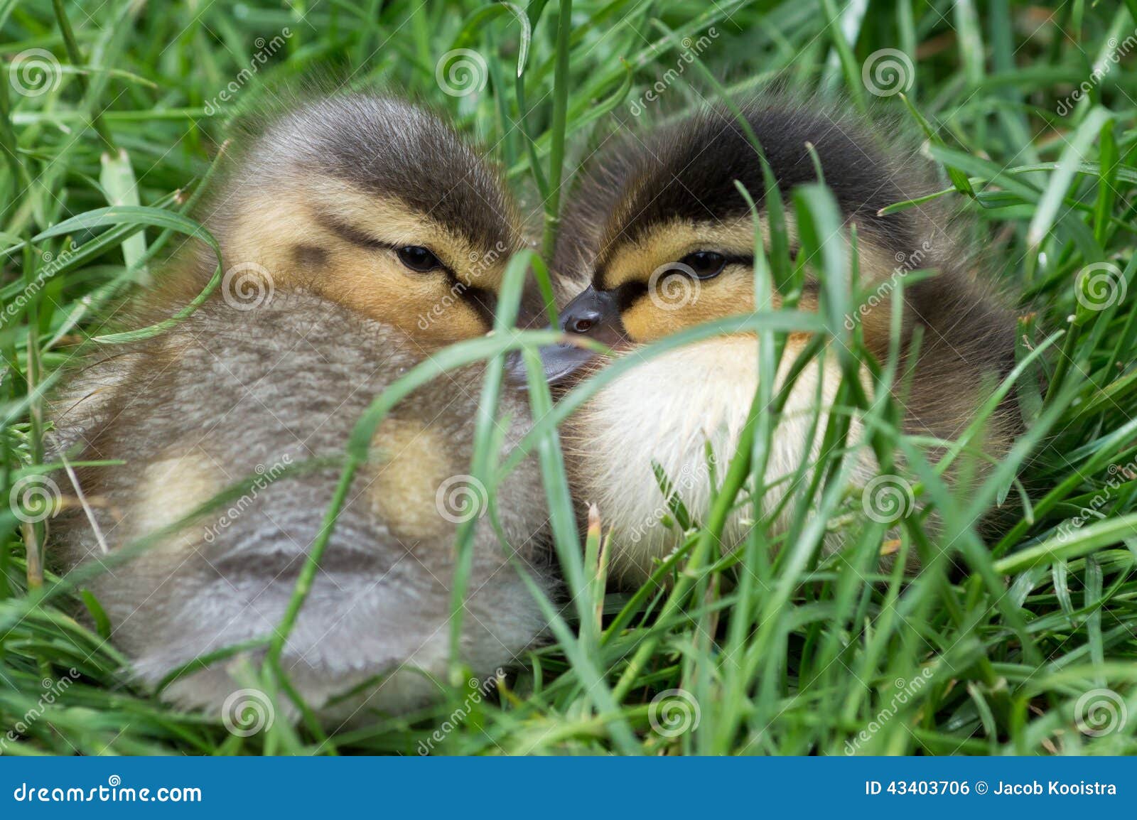 Two cute ducklings stock photo. Image of brown, black - 43403706
