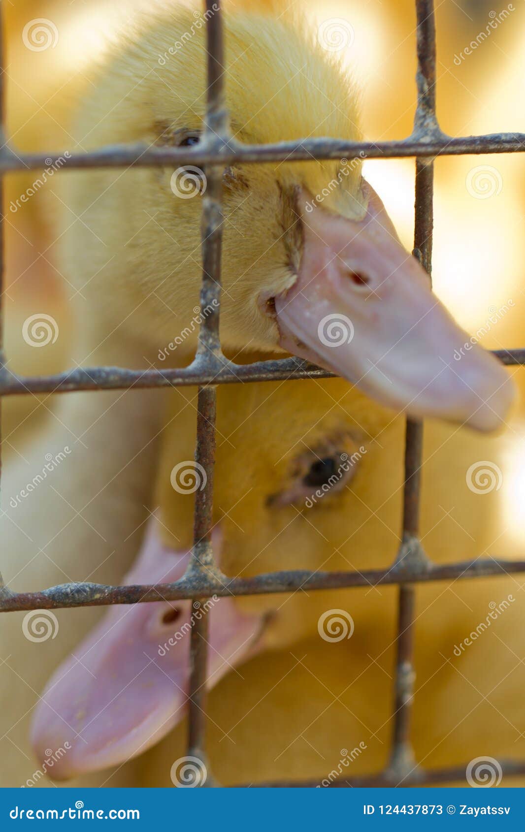 Two Cute Ducklings Sitting in a Cage Stock Image - Image of fluffy ...