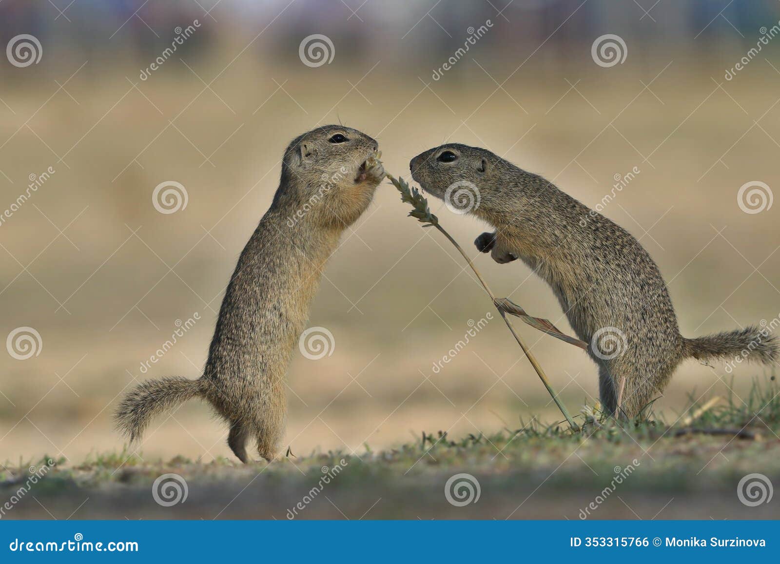 Two Cute European Ground Squirrel Posing on the Field. Stock Photo ...
