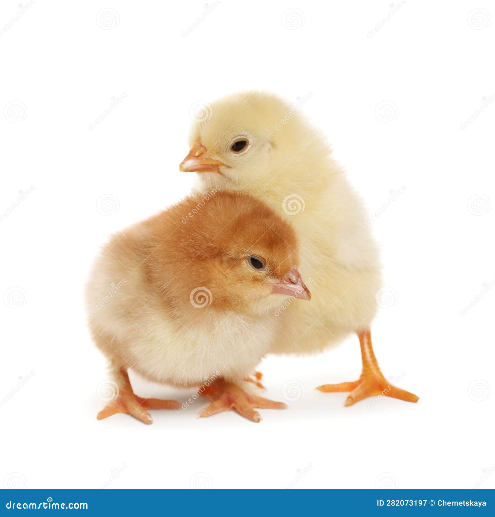 Two Cute Fluffy Baby Chickens on White Background Stock Image - Image ...