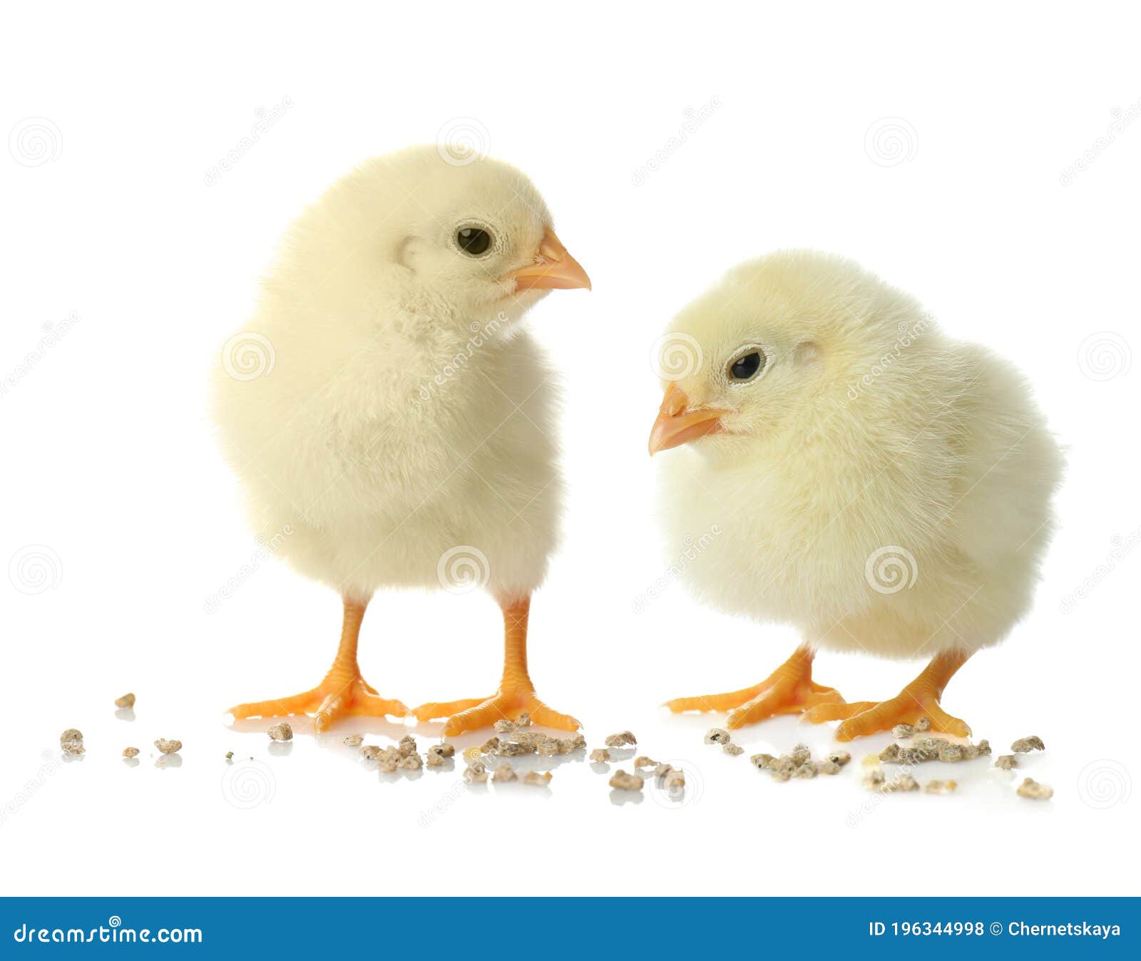 Two Cute Fluffy Chickens on White Stock Photo - Image of farming ...