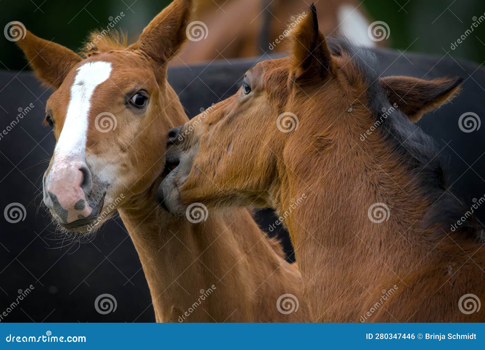 Two Cute Foals, Playing Together Funny Stock Photo - Image of foals ...
