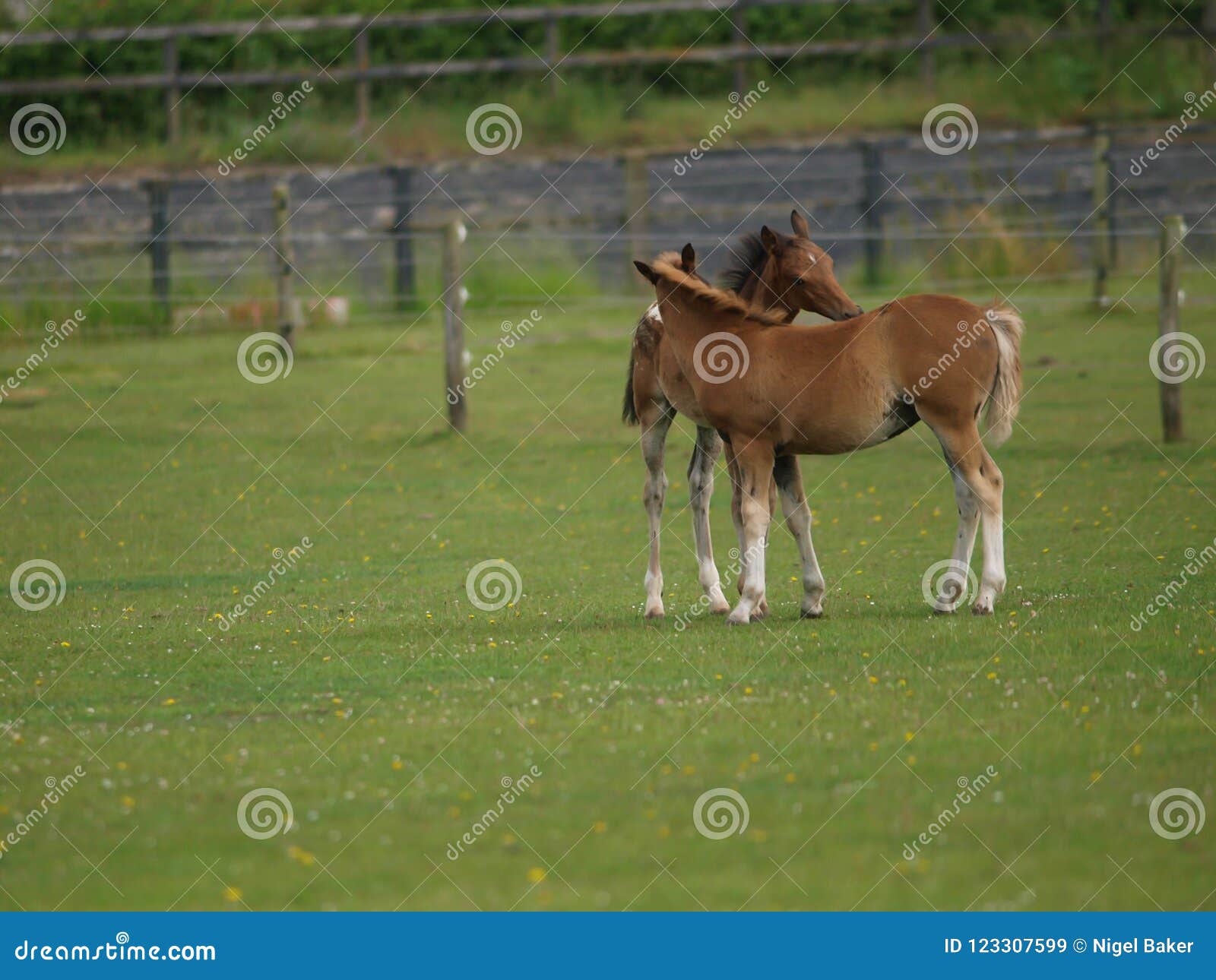 Two Cute Foals stock image. Image of pretty, cute, filly - 123307599