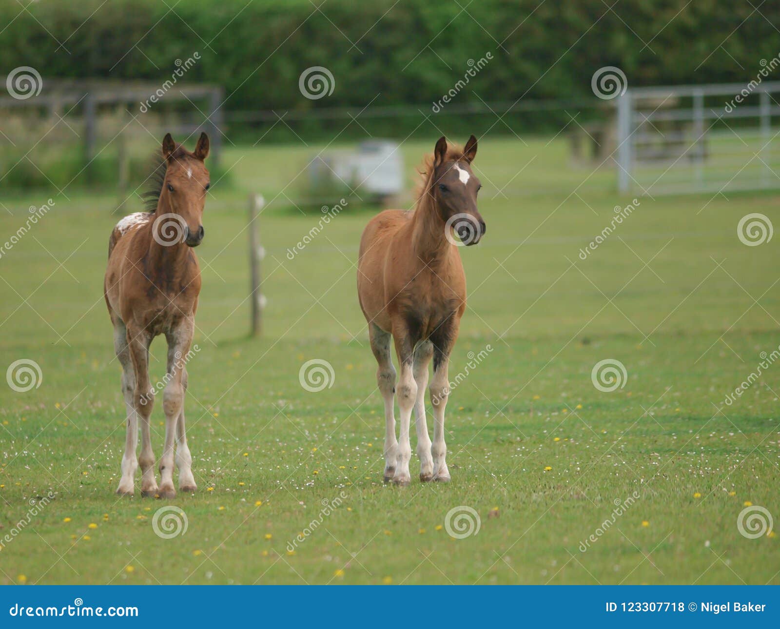 Two Cute Foals stock photo. Image of outside, pasture - 123307718