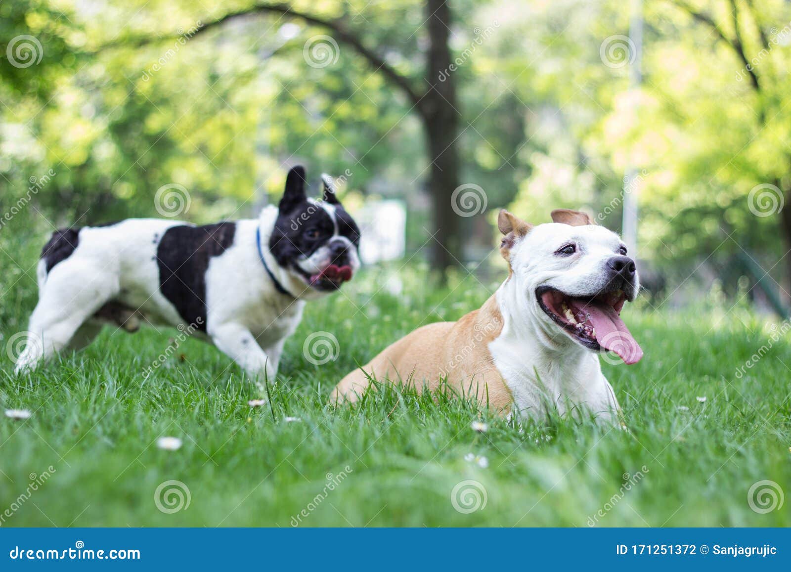 Two Cute Friendly Dogs are Playing in the City Park Stock Photo - Image ...