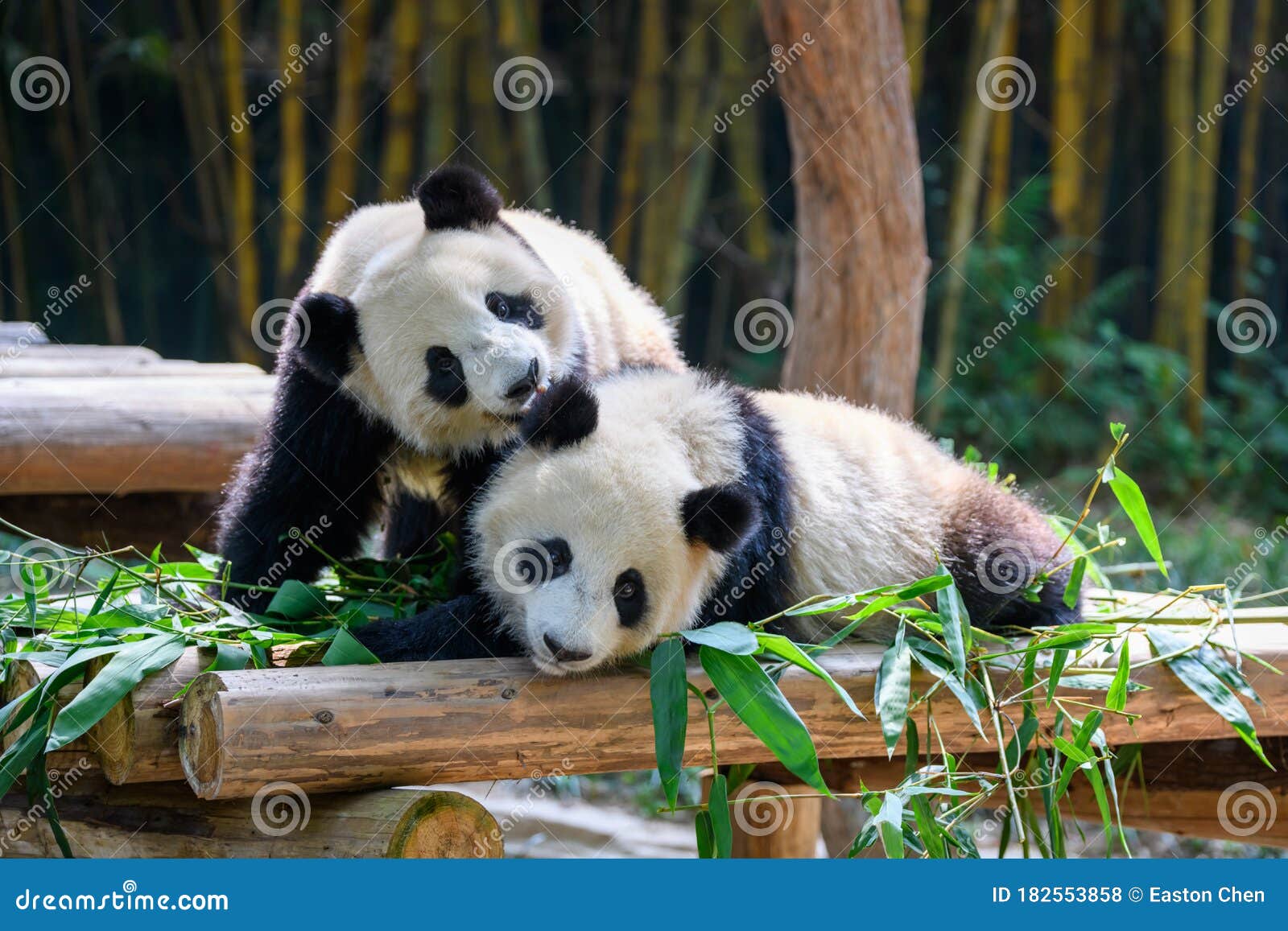Two Cute Giant Pandas Playing Together Stock Photo | CartoonDealer.com ...
