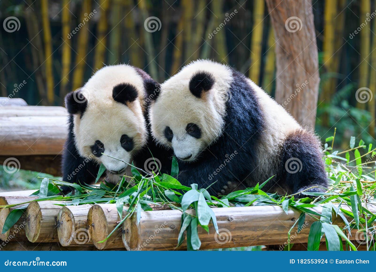 Two Cute Giant Pandas Playing Together Stock Photo - Image of rarity ...