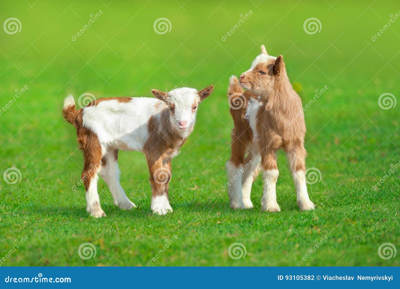 Cute Goat Stock Photography | CartoonDealer.com #56154014
