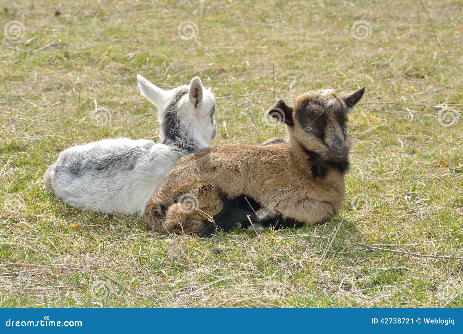 Two Cute Goatlings Outdoors Stock Image - Image of child, cattle: 42738721