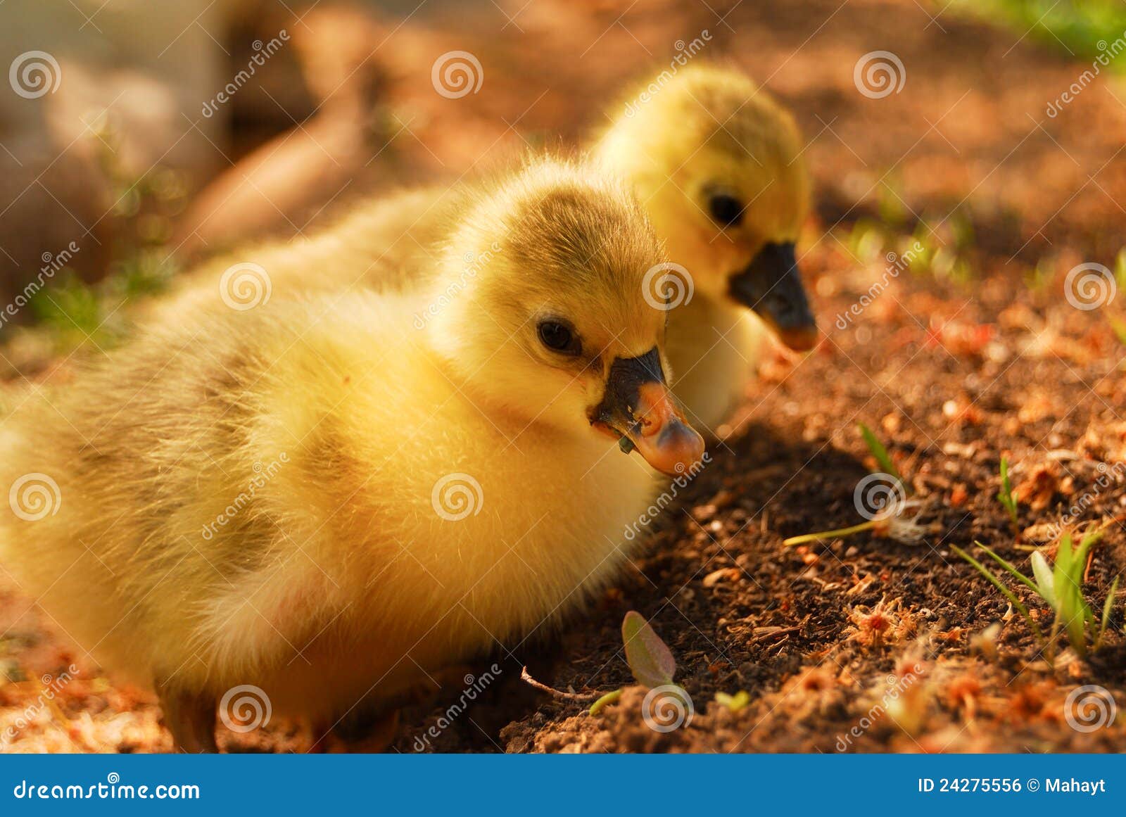 Two Cute Goslings are Searching for Food Stock Photo - Image of farm ...