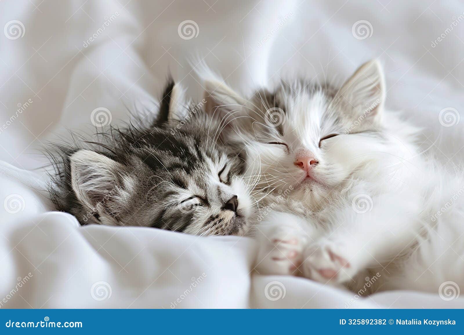 Two Cute Gray Kittens Sleep on a White Blanket Stock Photo - Image of ...
