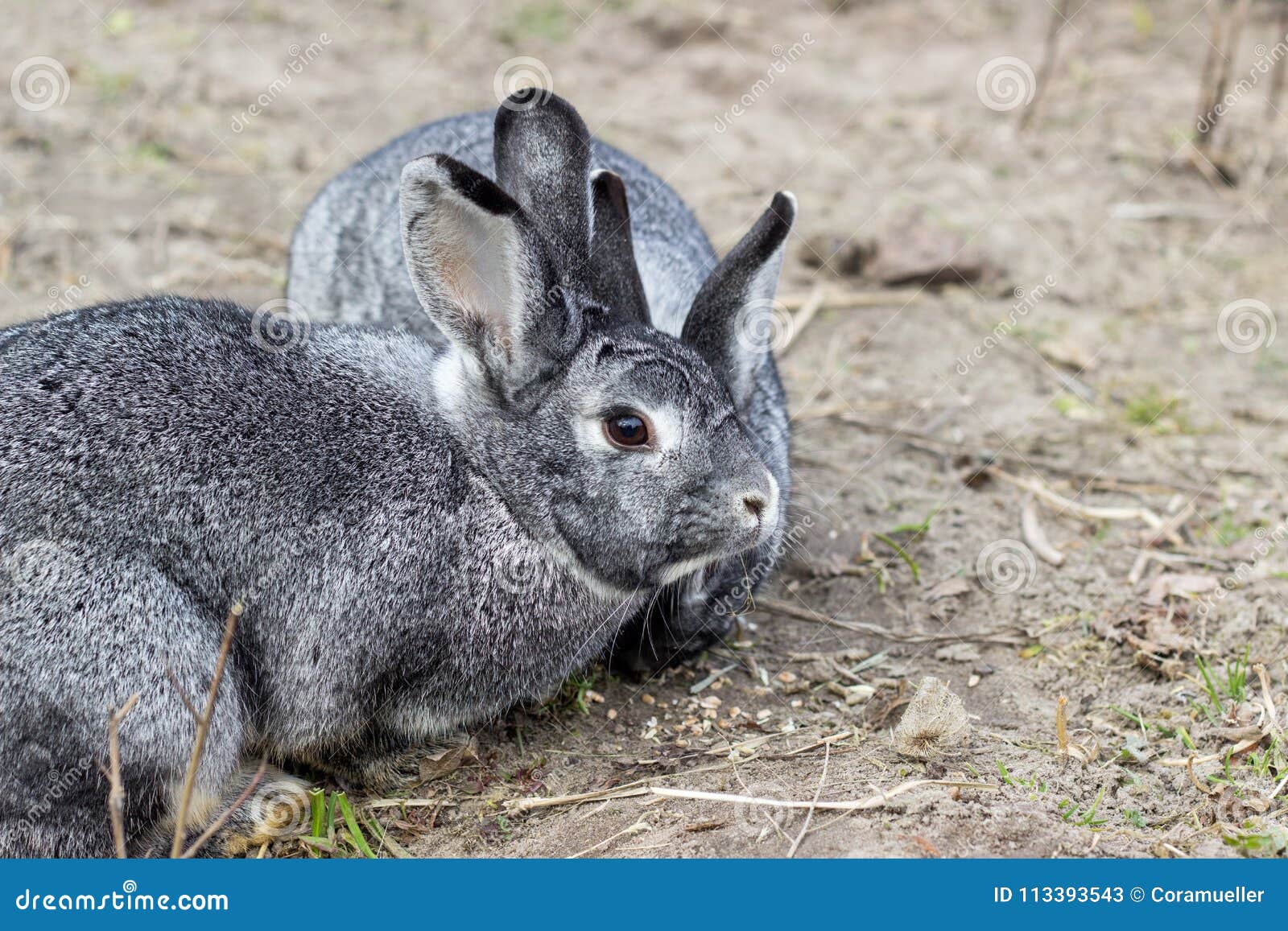 Two cute gray rabbits stock image. Image of garden, rabbits - 113393543