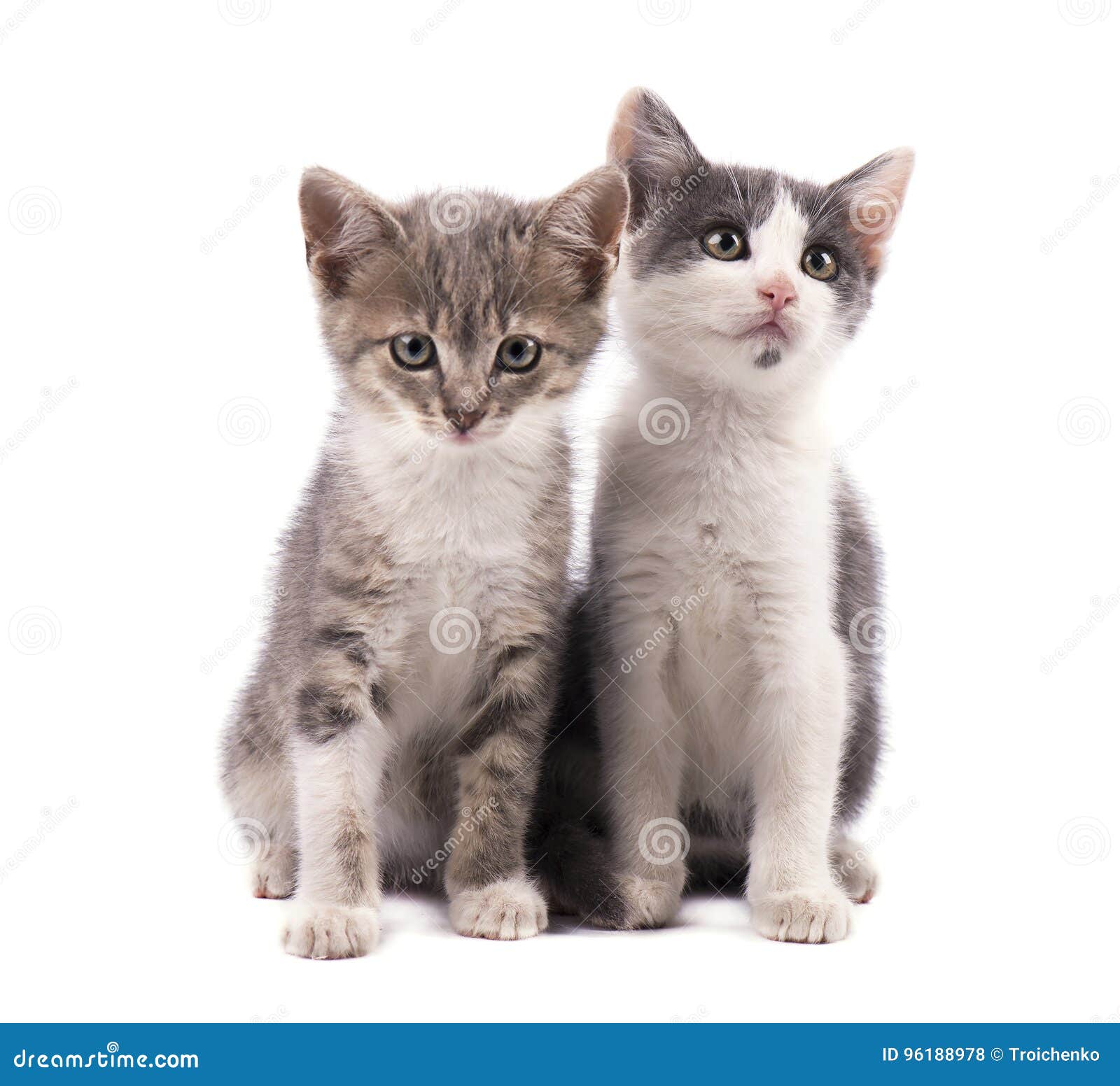 Two Cute Grey Kittens Isolated on White Background Stock Photo - Image ...