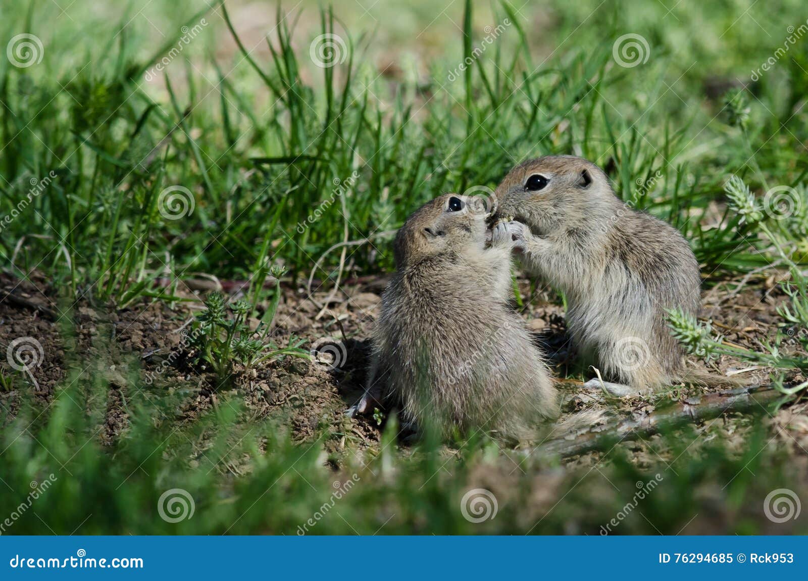 Two Cute Ground Squirrels Sharing a Little Kiss Stock Image - Image of ...