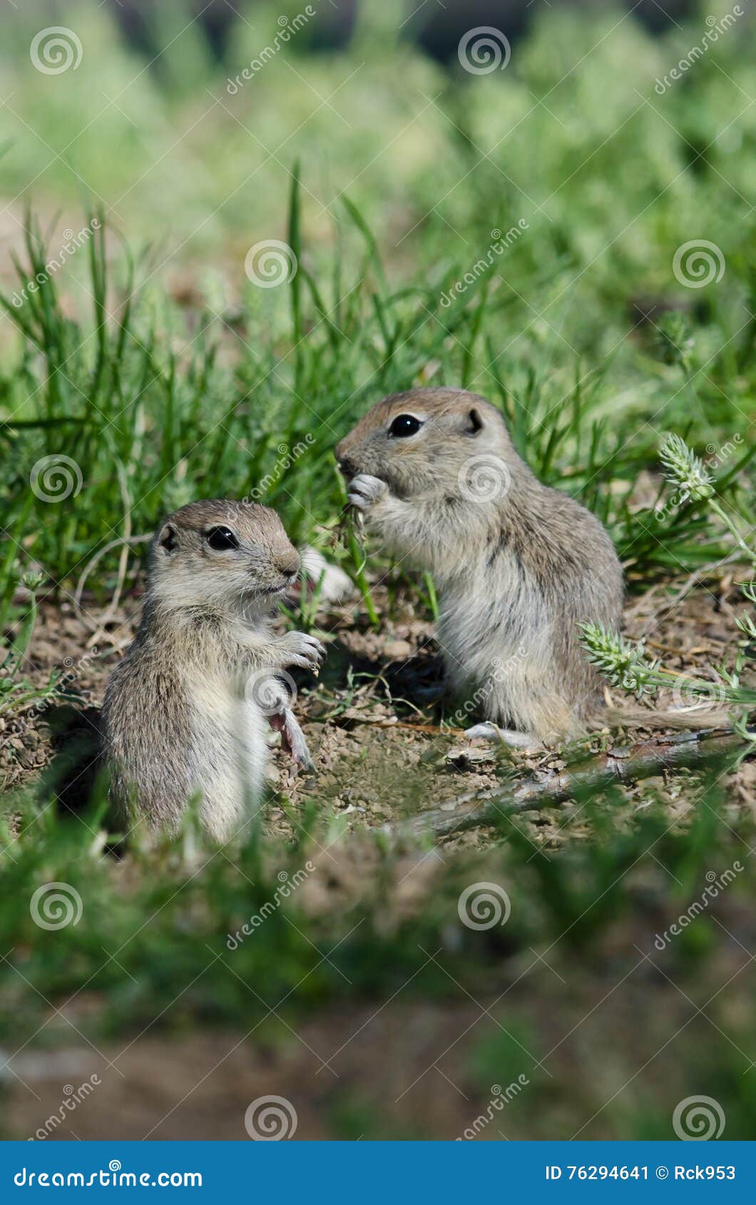 Two Cute Ground Squirrels Sharing a Scrumptious Meal Stock Image ...