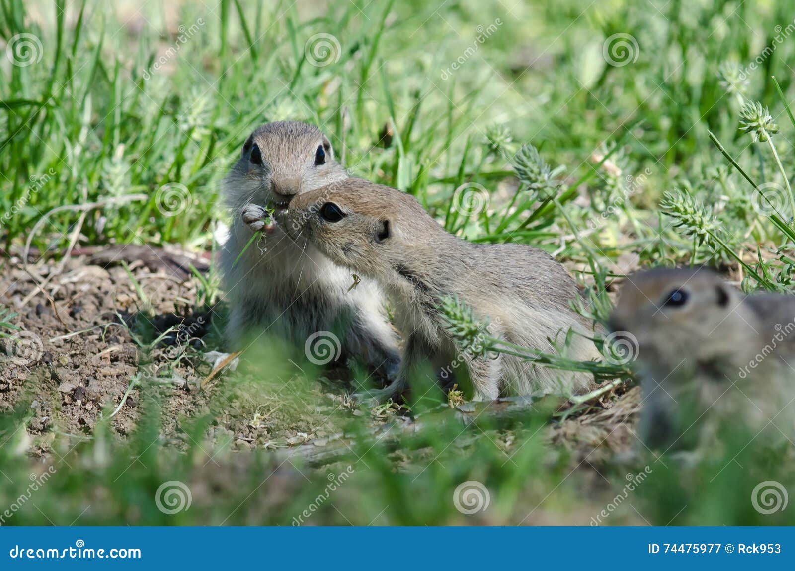 Two Cute Ground Squirrels Sharing a Scrumptious Meal Stock Image ...