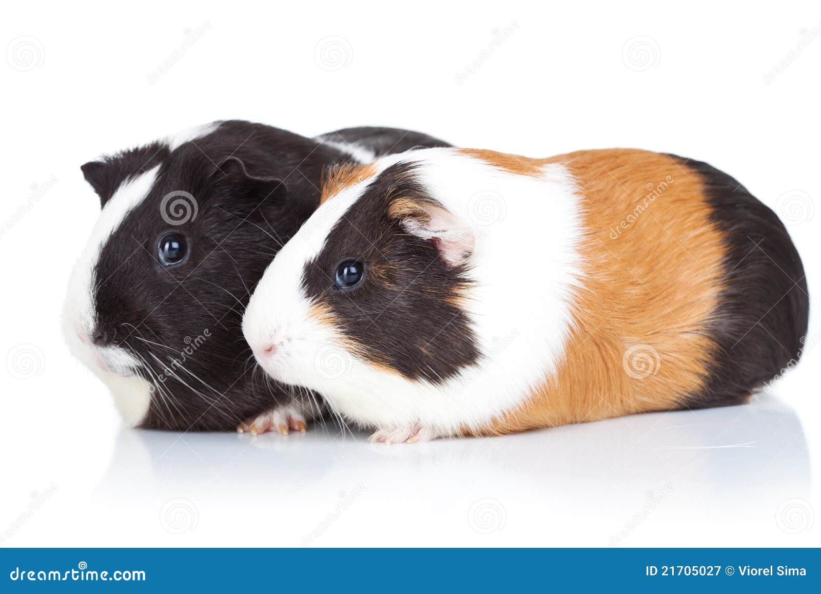 Two cute guinea pigs stock image. Image of side, animals - 21705027