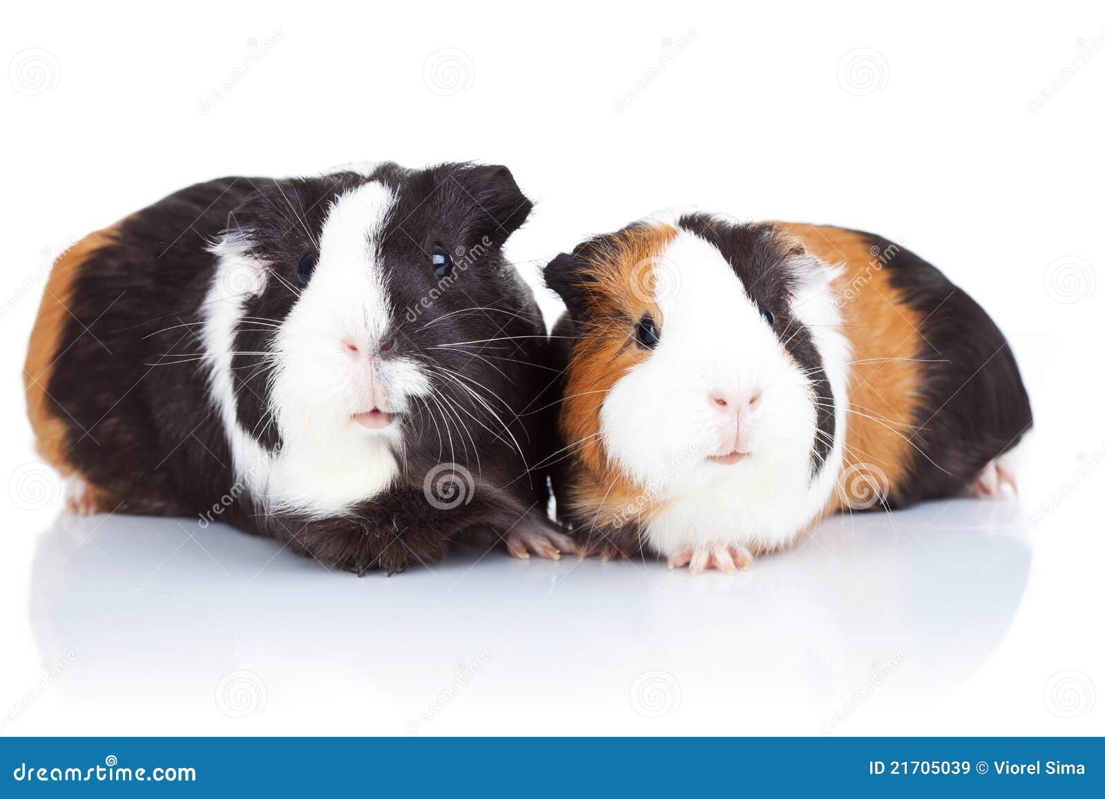 Cute Guinea Pig With A Red Ribbon Stock Photography | CartoonDealer.com ...
