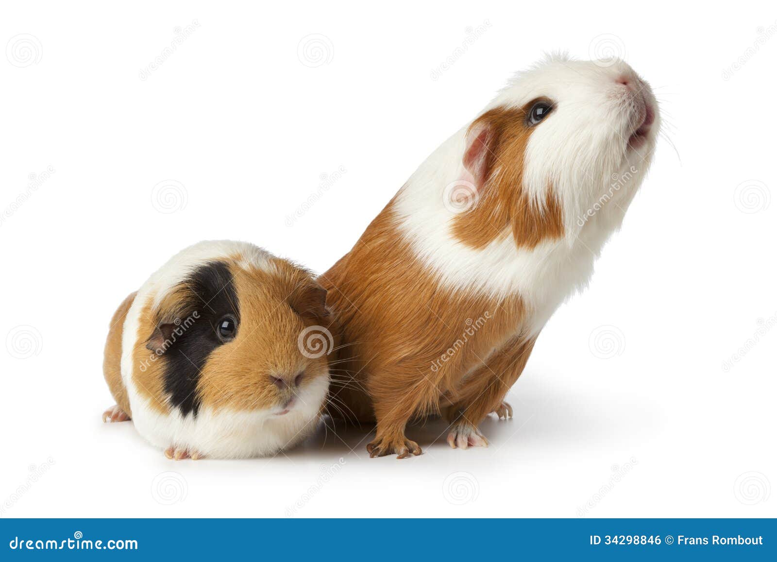 Two Guinea Pigs